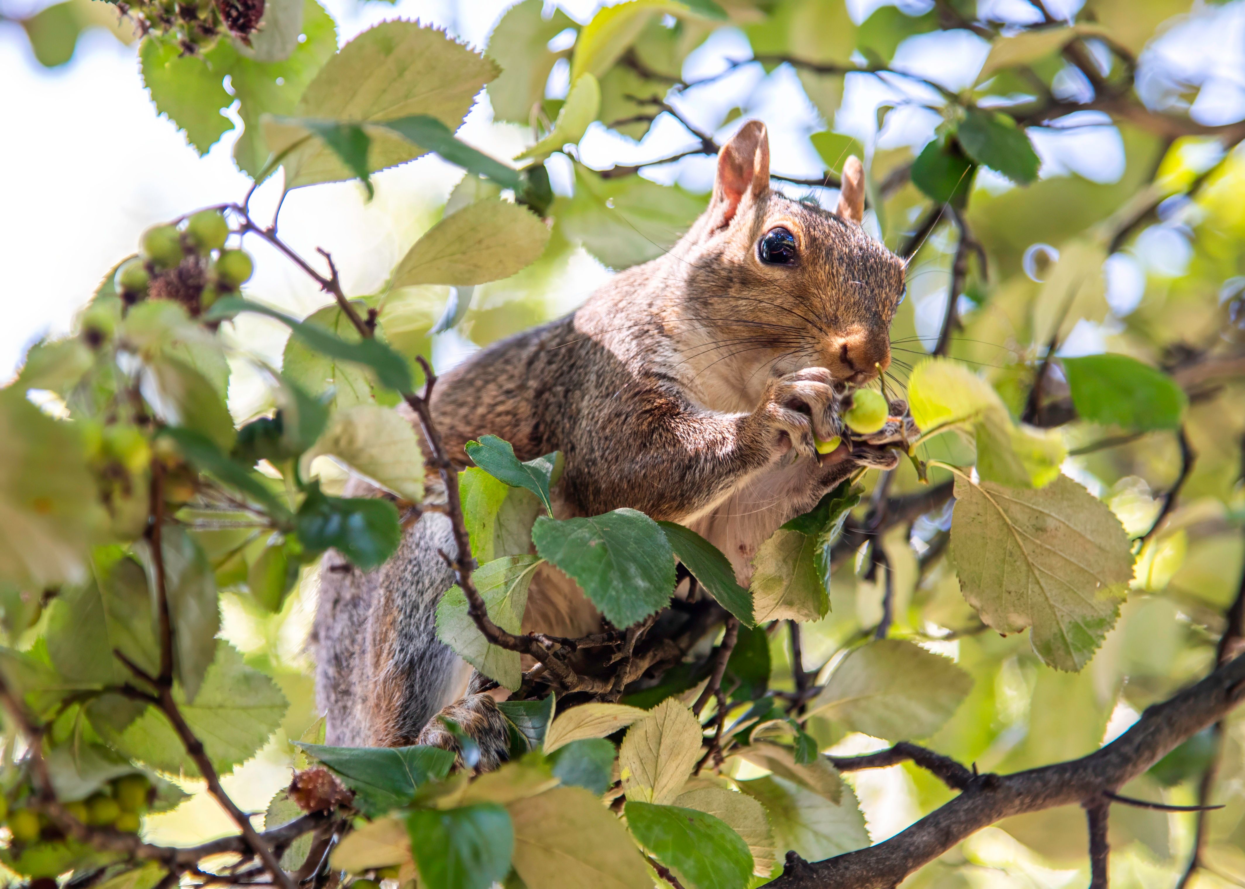 Eastern Gray Squirrel Eating Berries in Tree · Free Stock Photo
