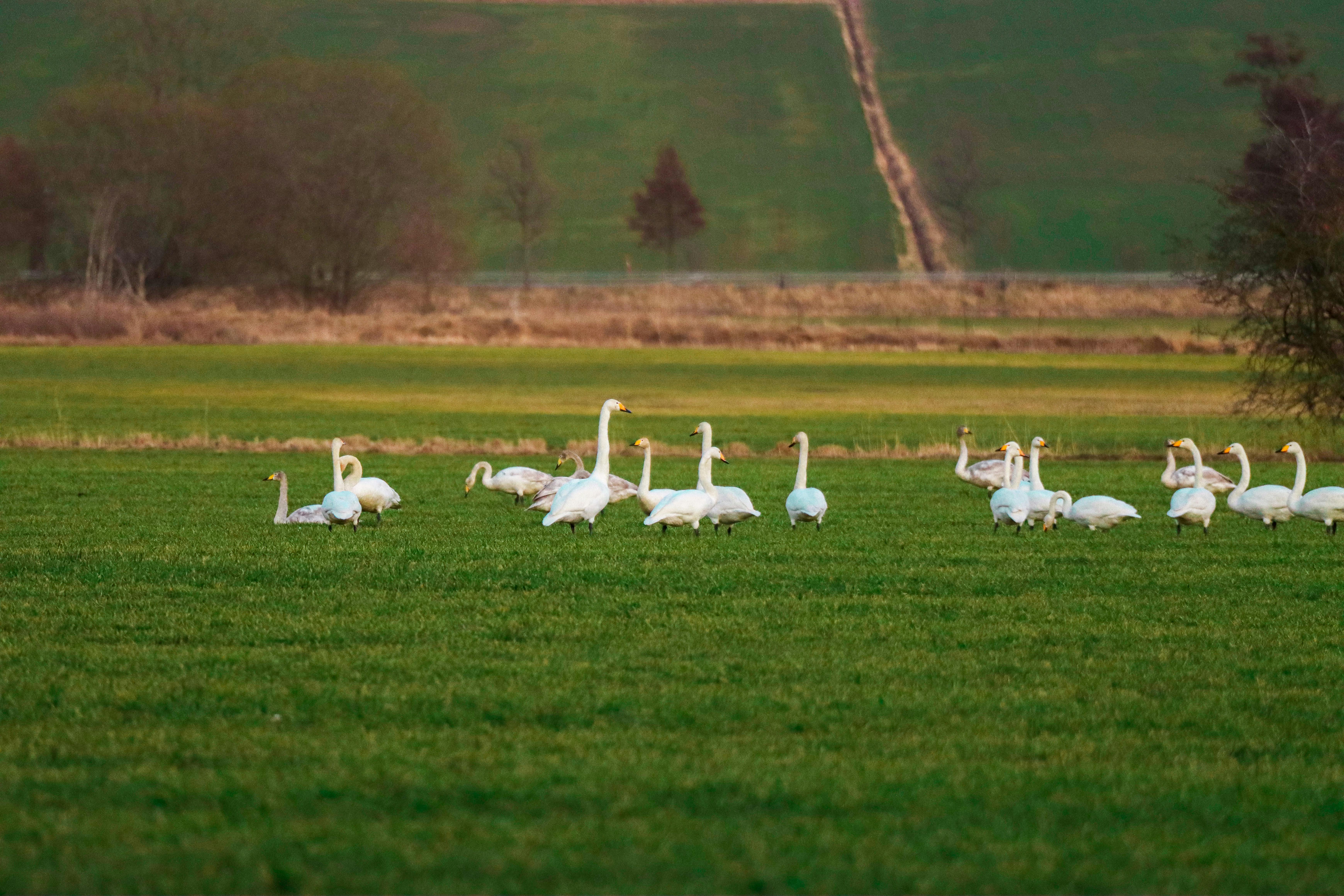 Group of Swans in Nordic Landscape · Free Stock Photo
