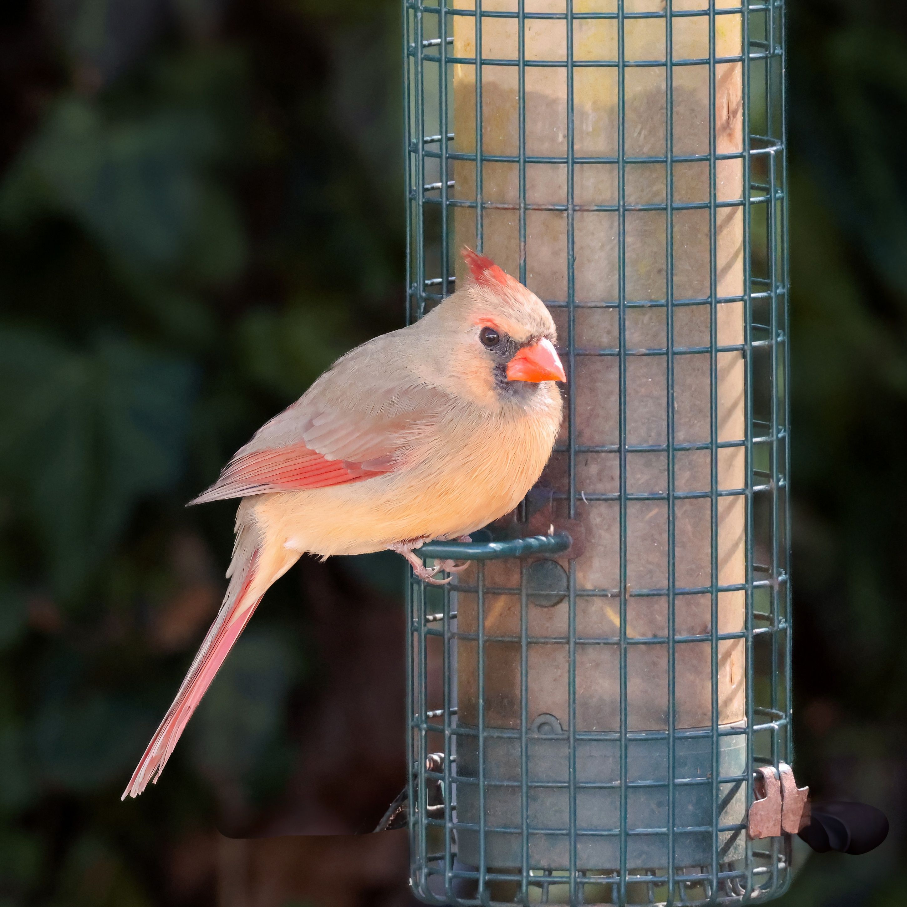 Female Northern Cardinal at Bird Feeder in Connecticut · Free Stock Photo