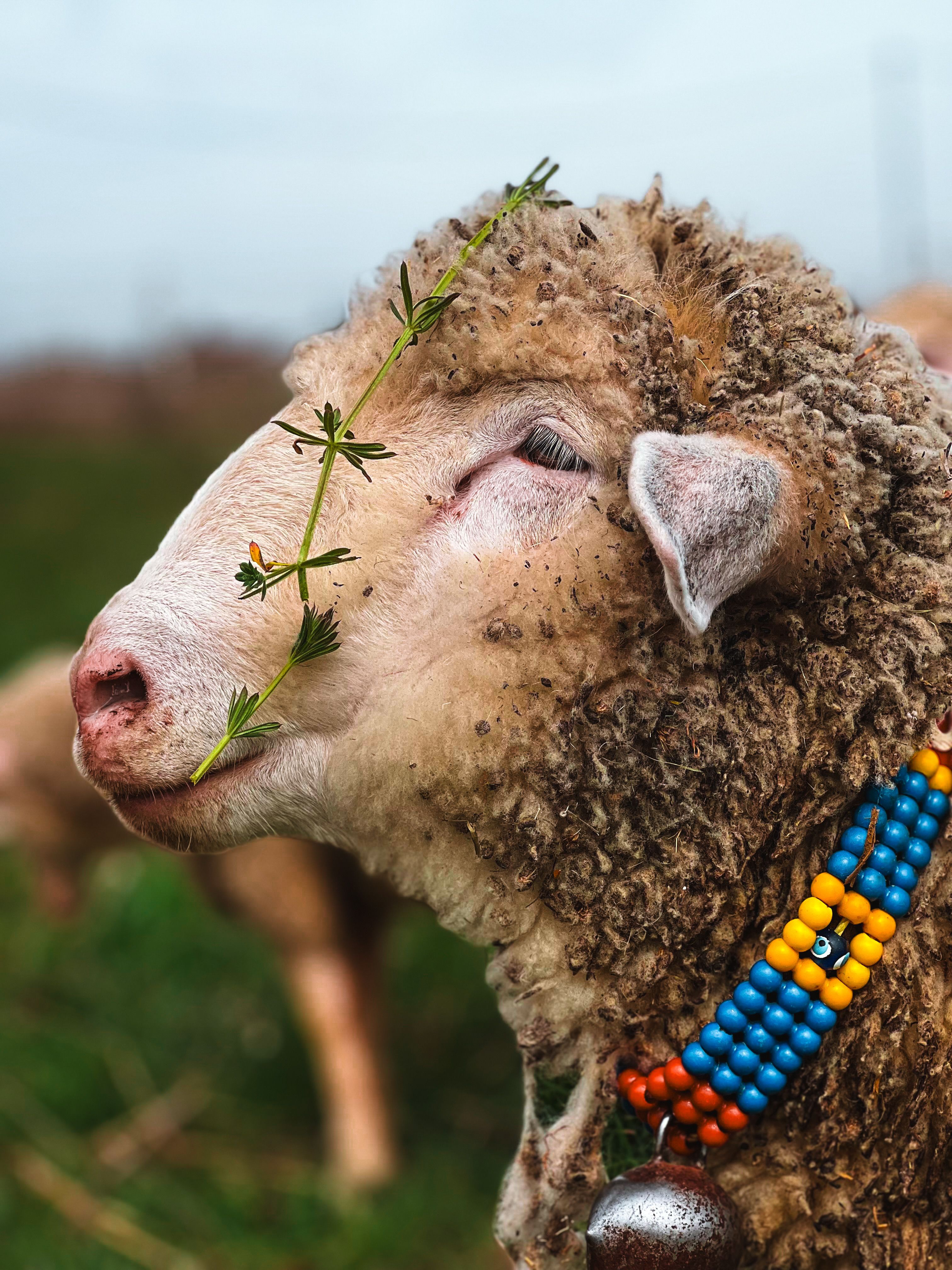 Close-Up Portrait of a Decorated Sheep Outdoors · Free Stock Photo