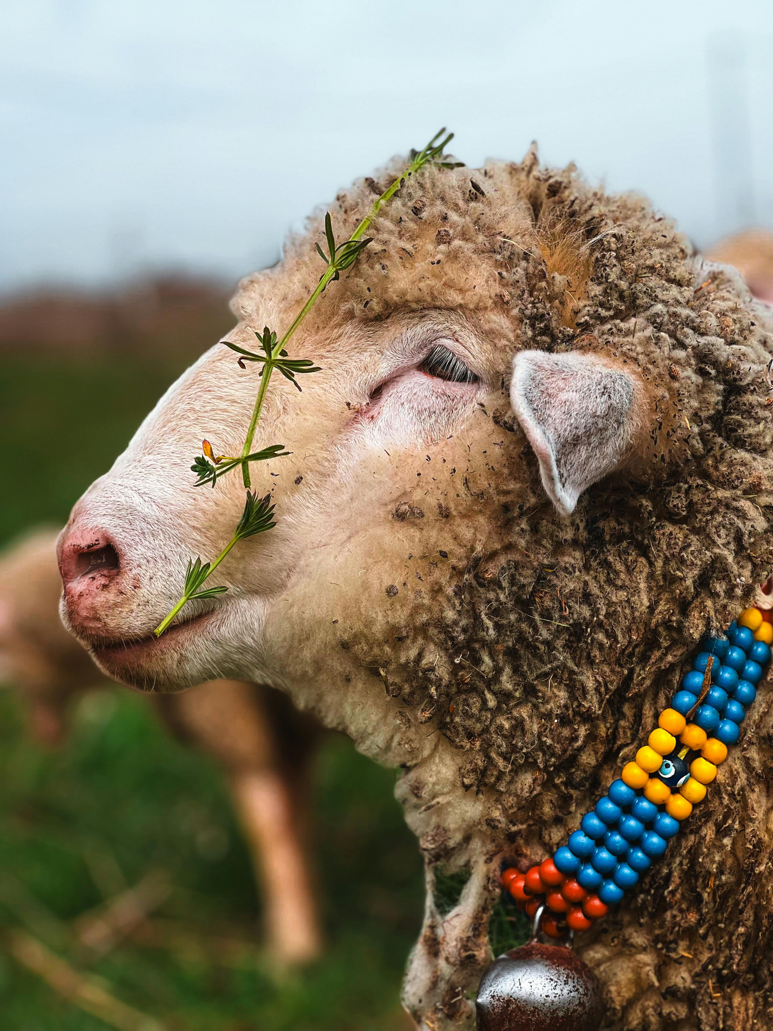 Ram Pc Photos, Download The BEST Free Ram Pc Stock Photos & HD Images