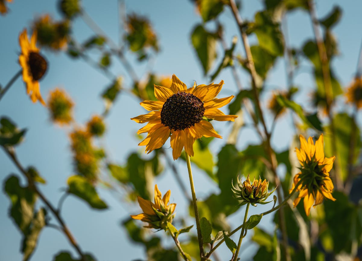 Summer Flowers Photos, Download The BEST Free Summer Flowers Stock ...