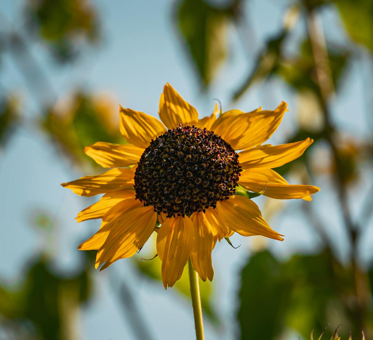 Sun Pictures With No Background Photos, Download The BEST Free Sun ...