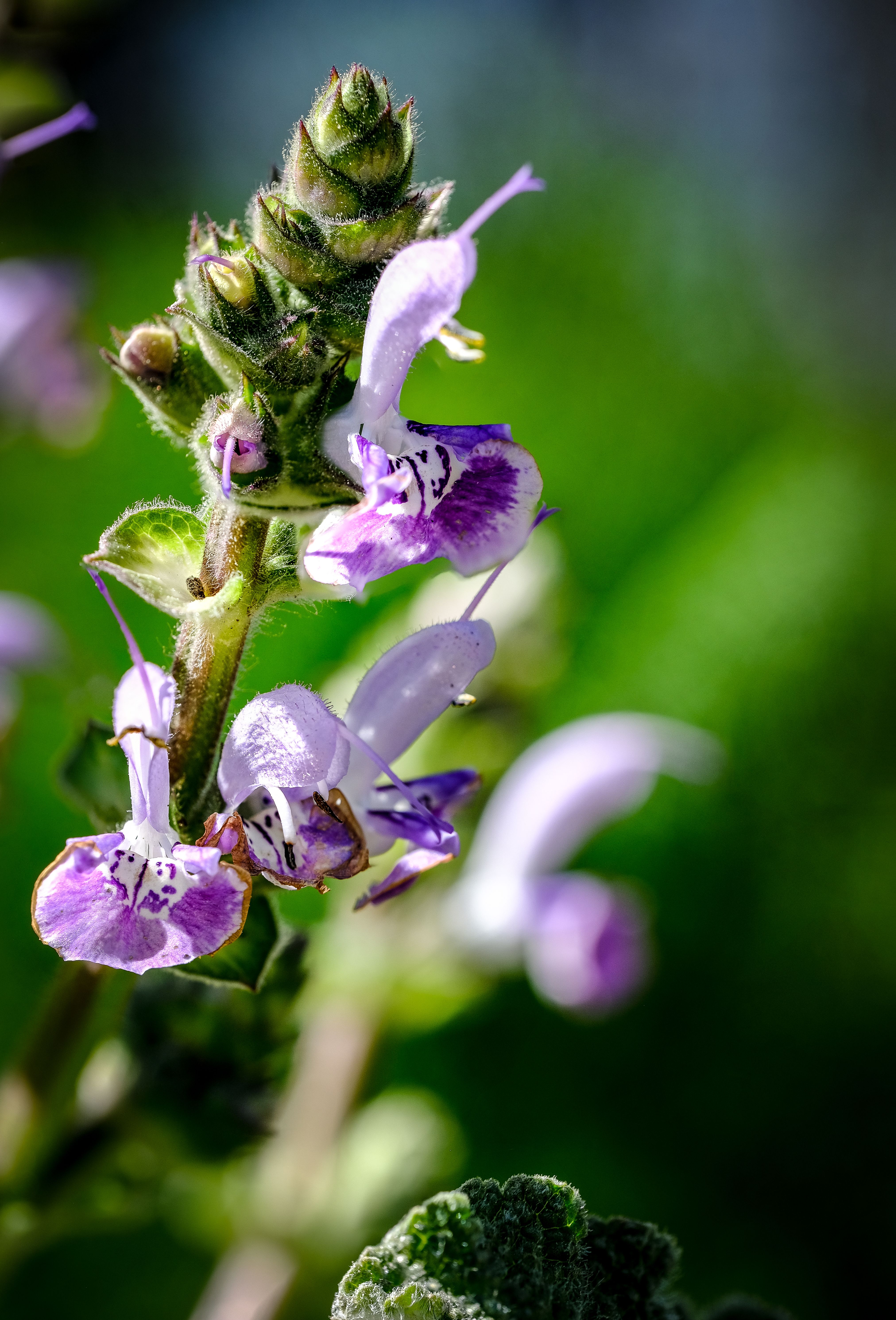 Close-up of Purple Dead Nettle in Bloom · Free Stock Photo