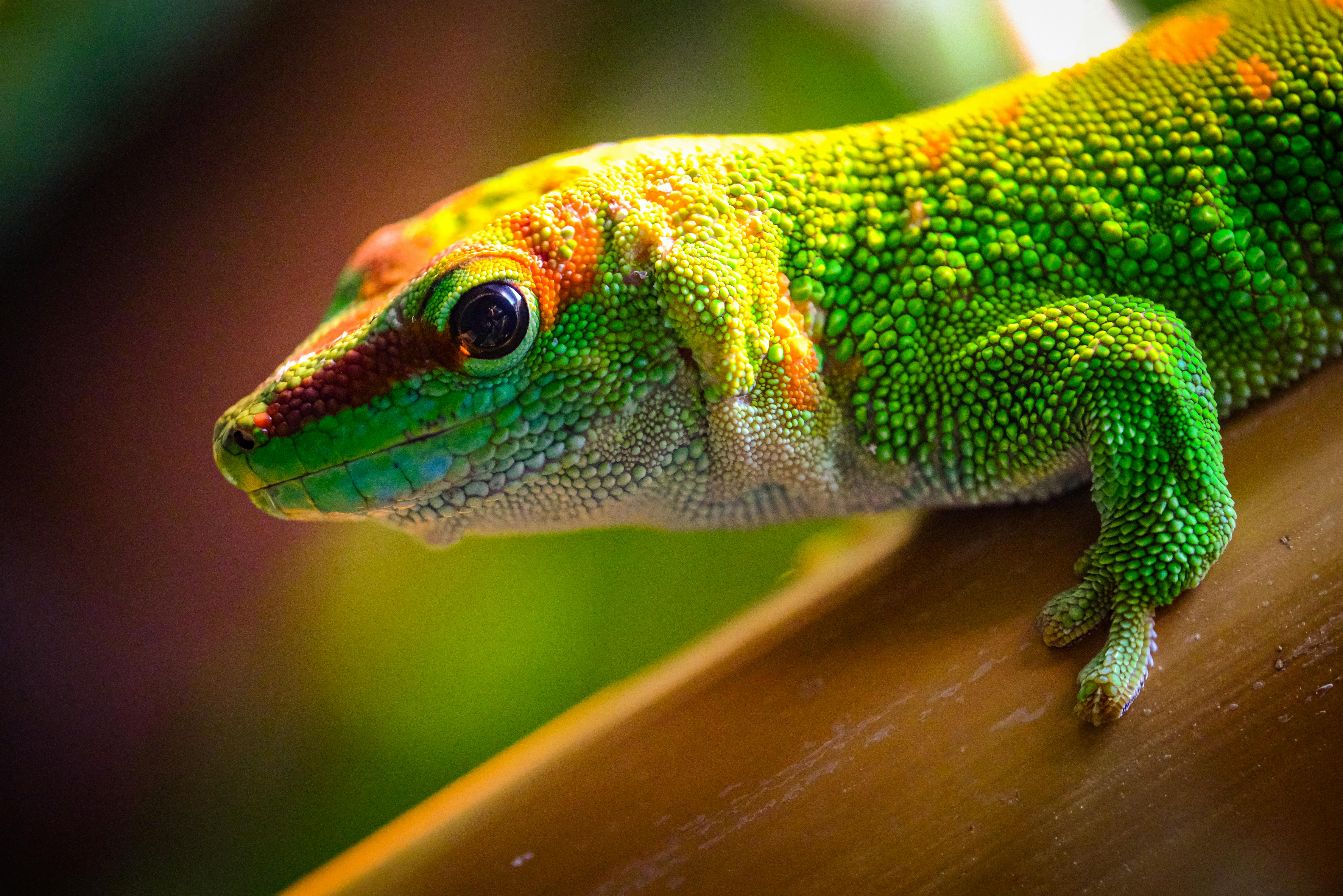 Pygopodidae Family: Cute, Slow, and Surprising Facts