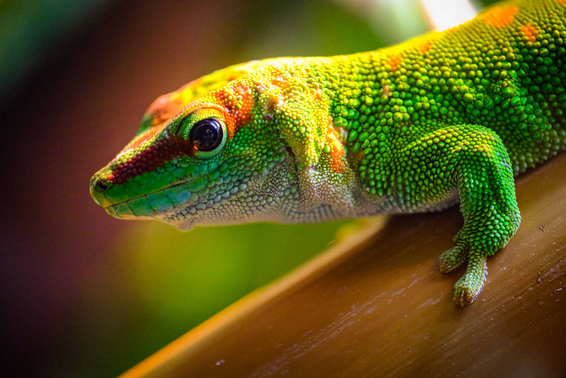 Pygopodidae Family: Cute, Slow, and Surprising Facts