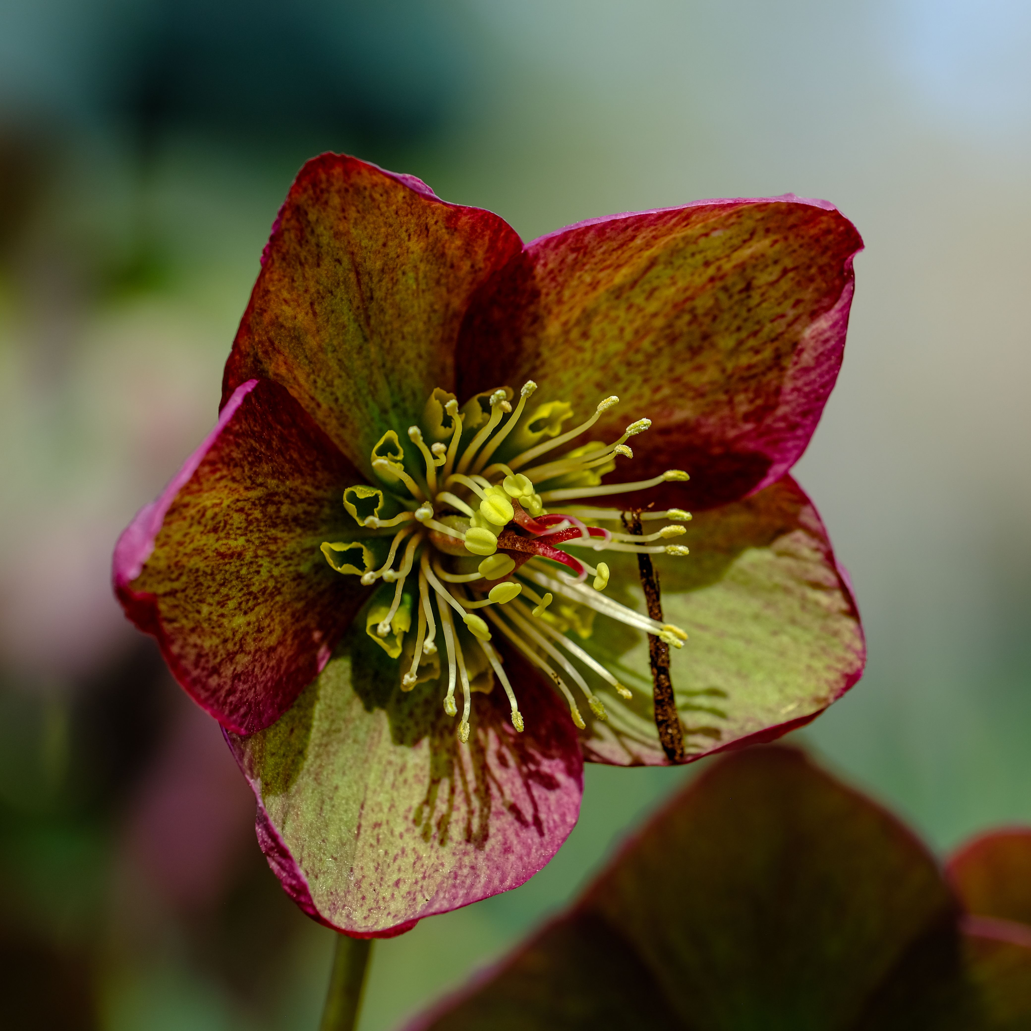 Close-up of a Hellebore Flower in Bloom · Free Stock Photo