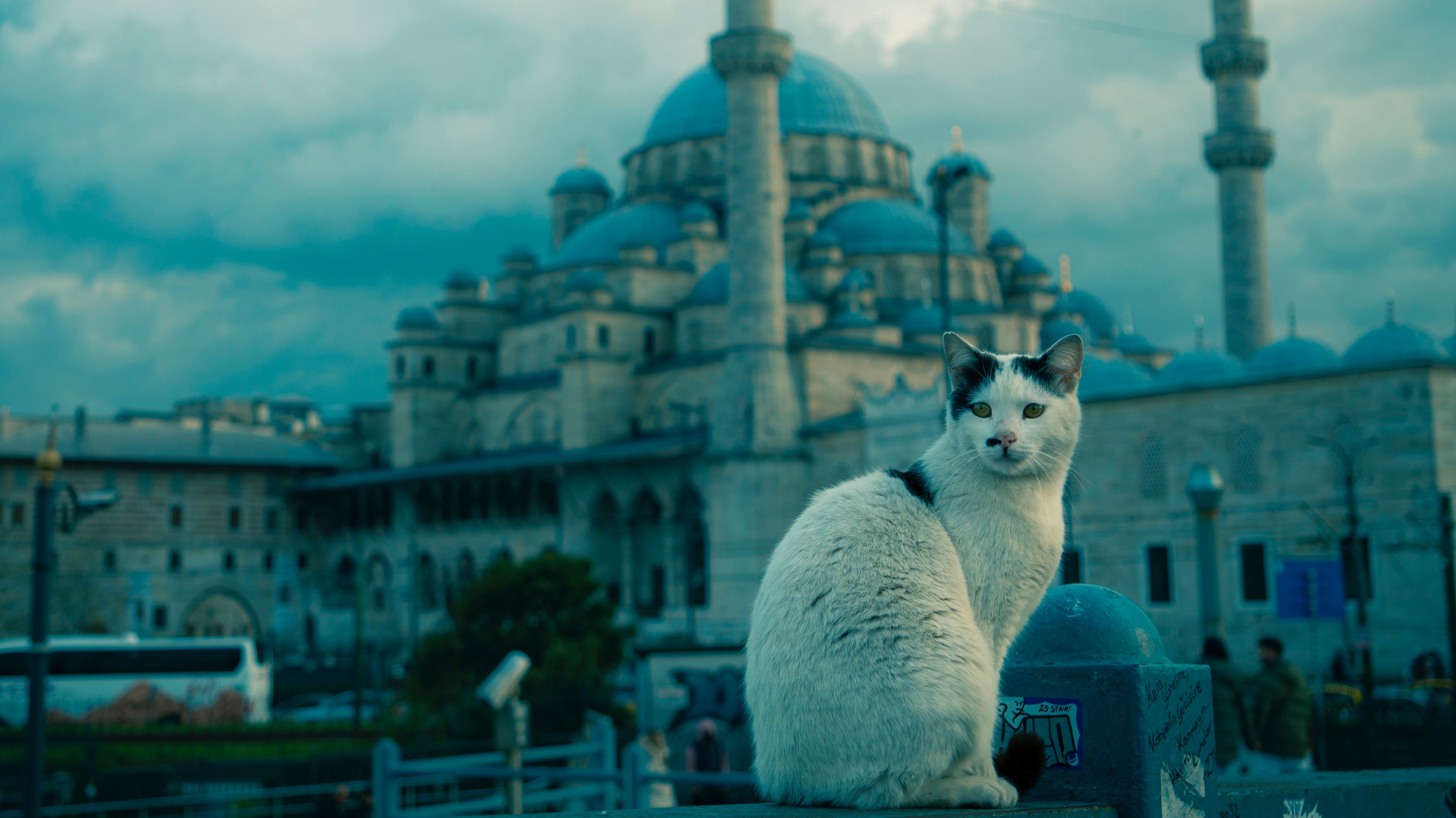 Street Cat with Mosque in Istanbul Background · Free Stock Photo