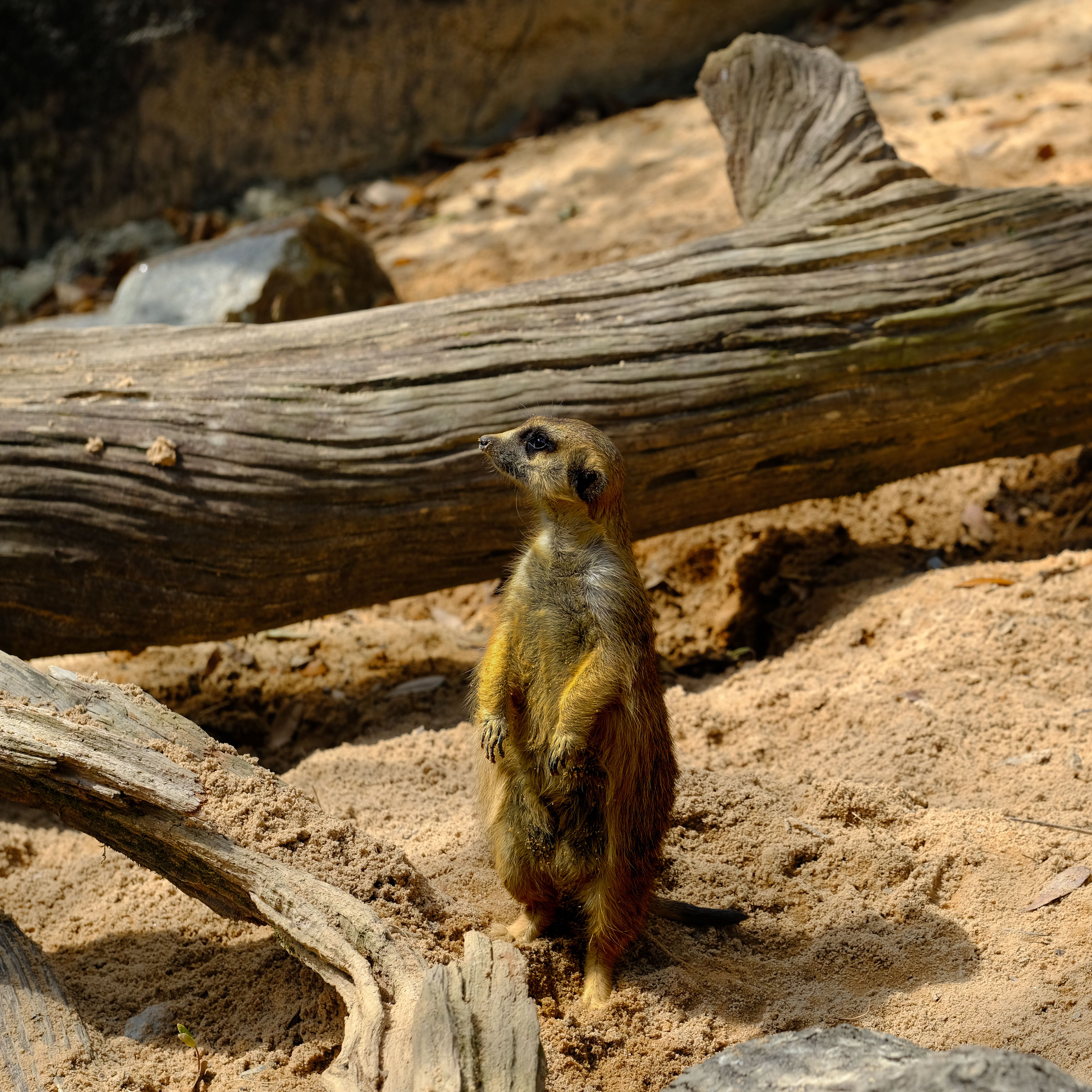 Meerkat in Natural Habitat at Columbia Zoo · Free Stock Photo