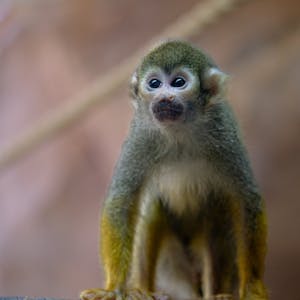 Monkey Rizz Photos, Download The BEST Free Monkey Rizz Stock Photos ...