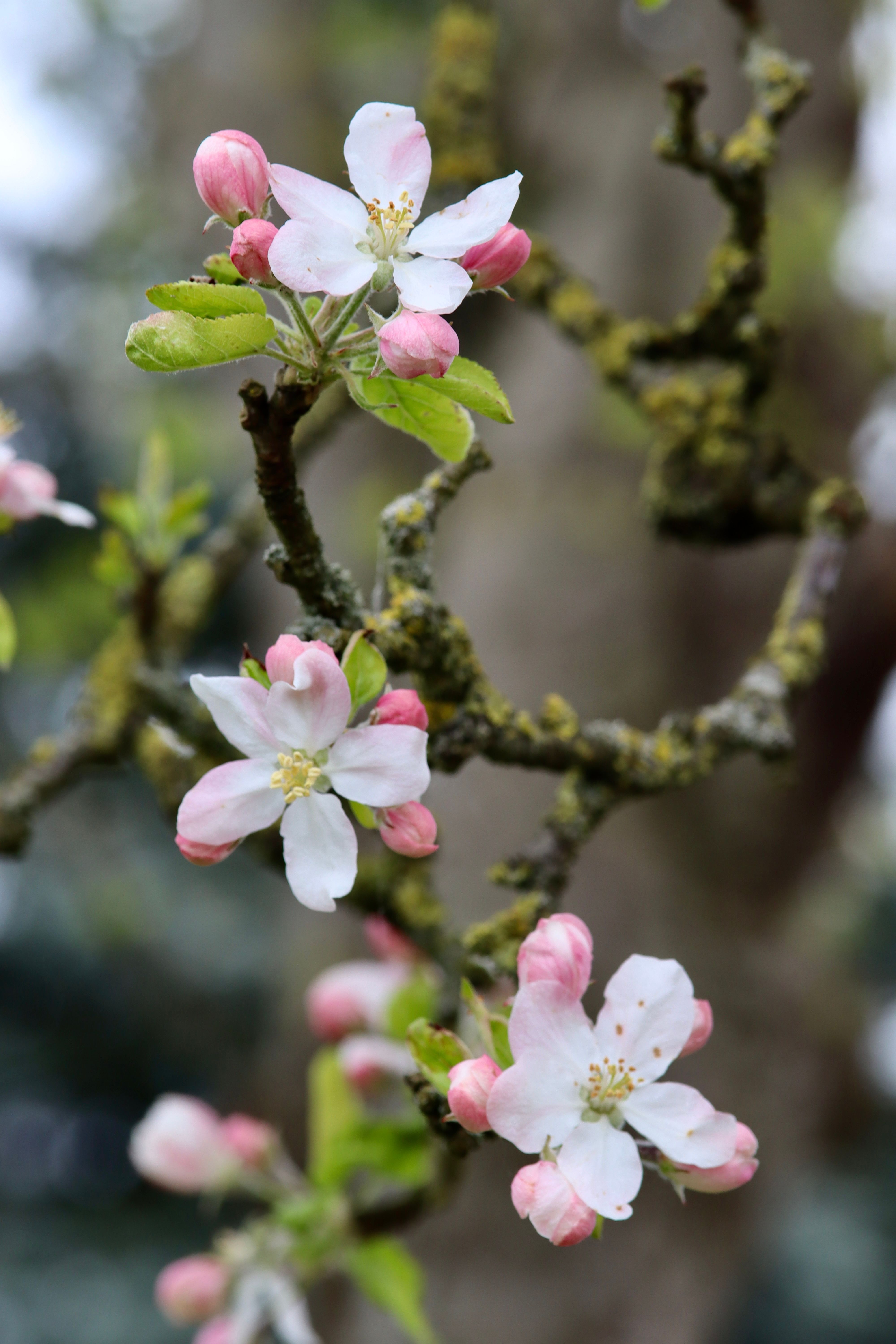 Close-up of Blossoming Apple Tree Branch in Spring · Free Stock Photo