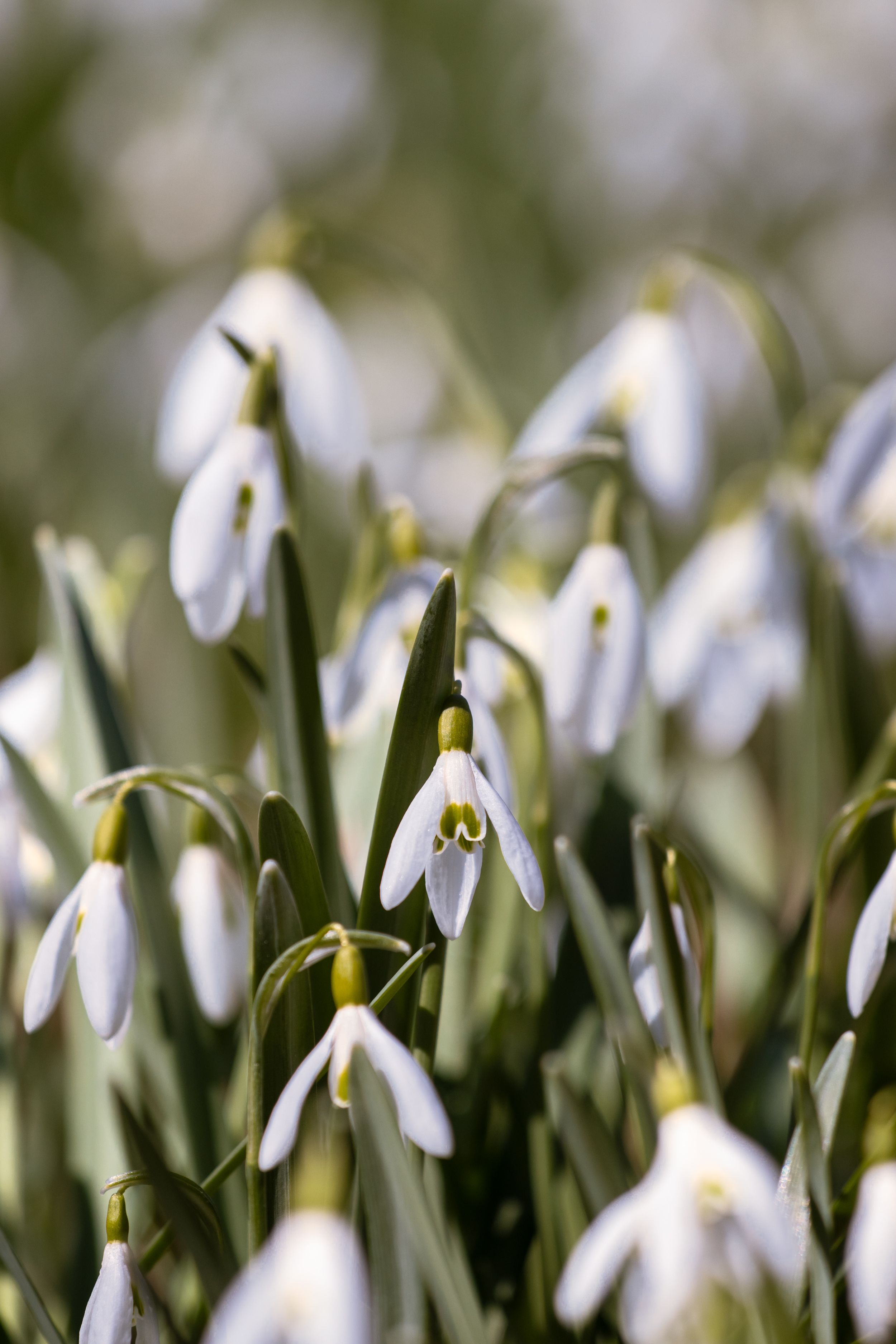 Snowdrops Blooming in Early Spring Sunlight · Free Stock Photo