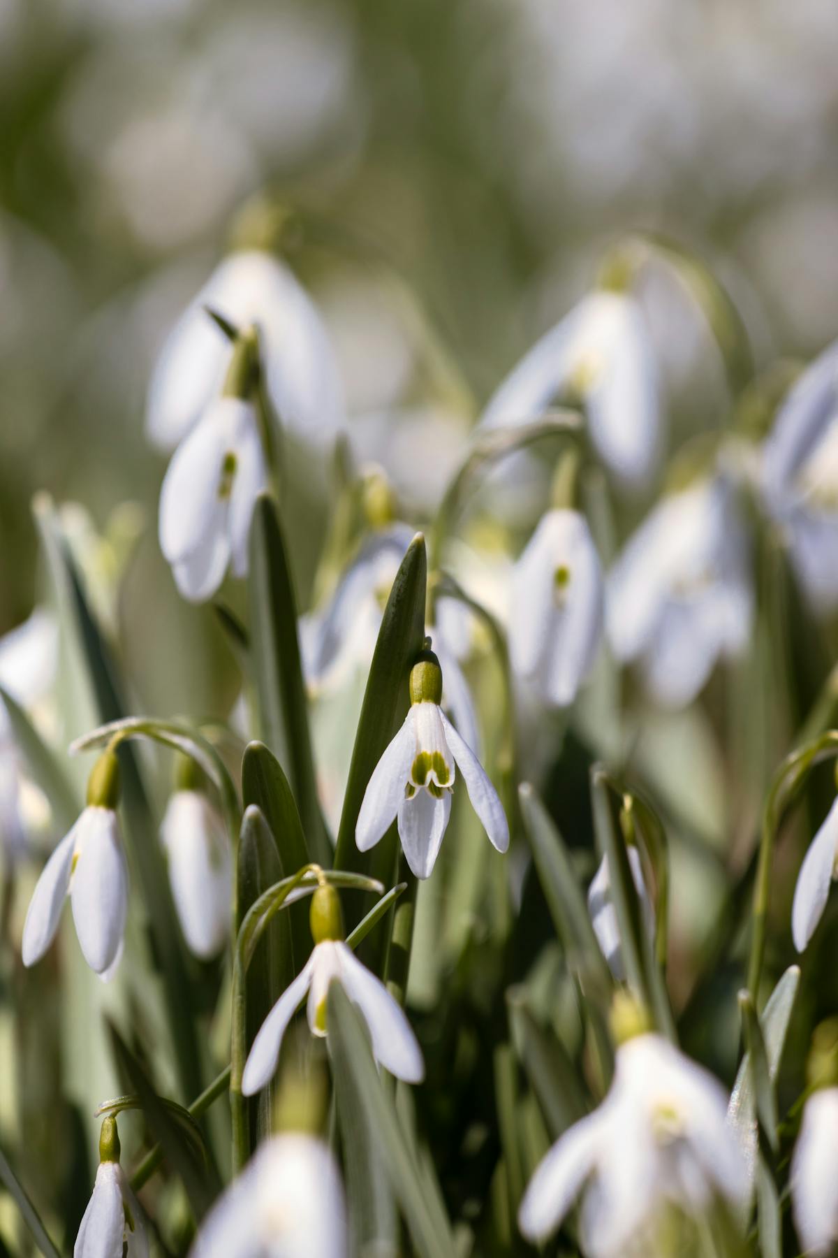 Snowdrops Photos, Download The BEST Free Snowdrops Stock Photos & HD Images