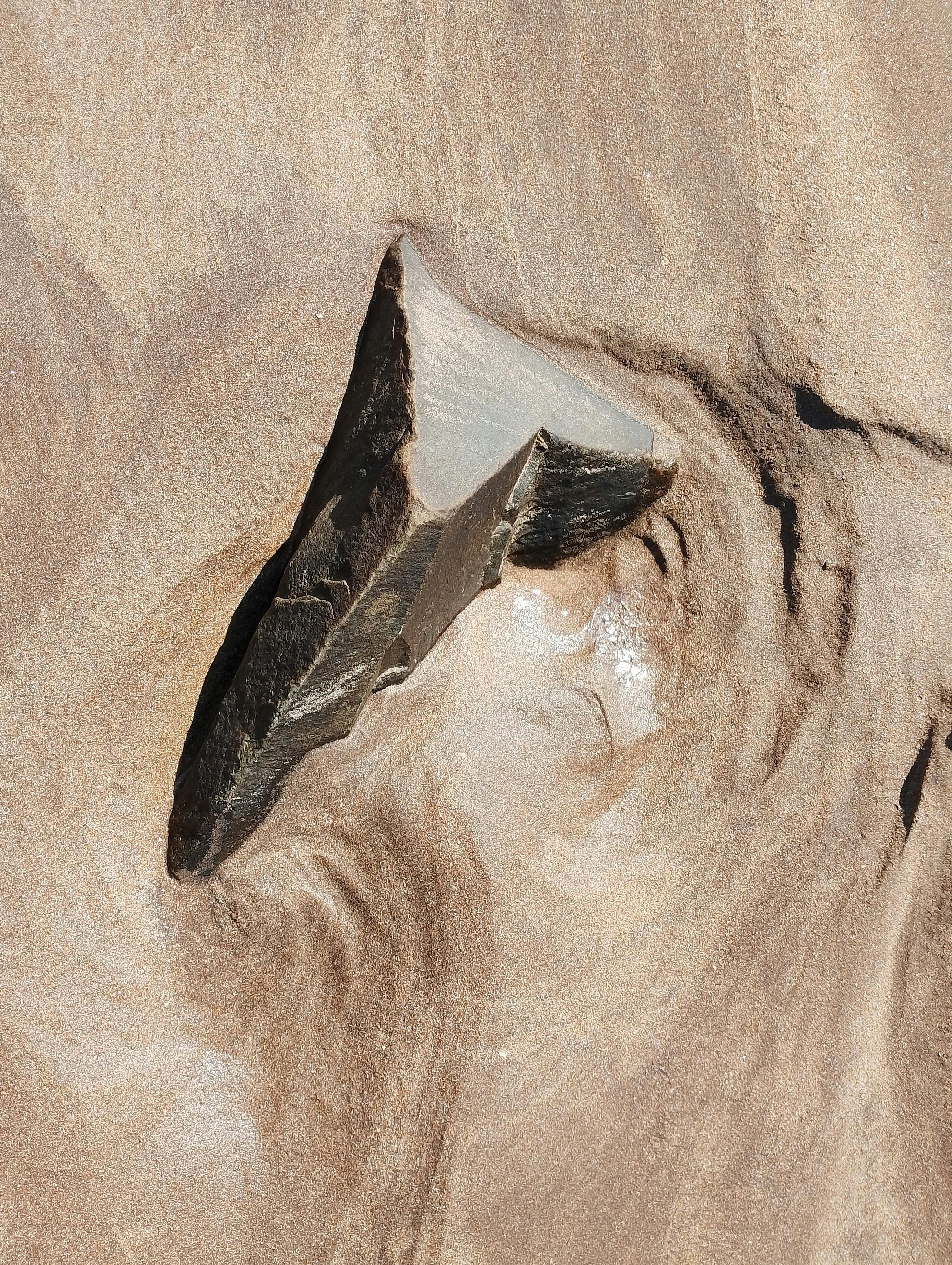 Camel Toe Beach Photos, Download The BEST Free Camel Toe Beach Stock ...