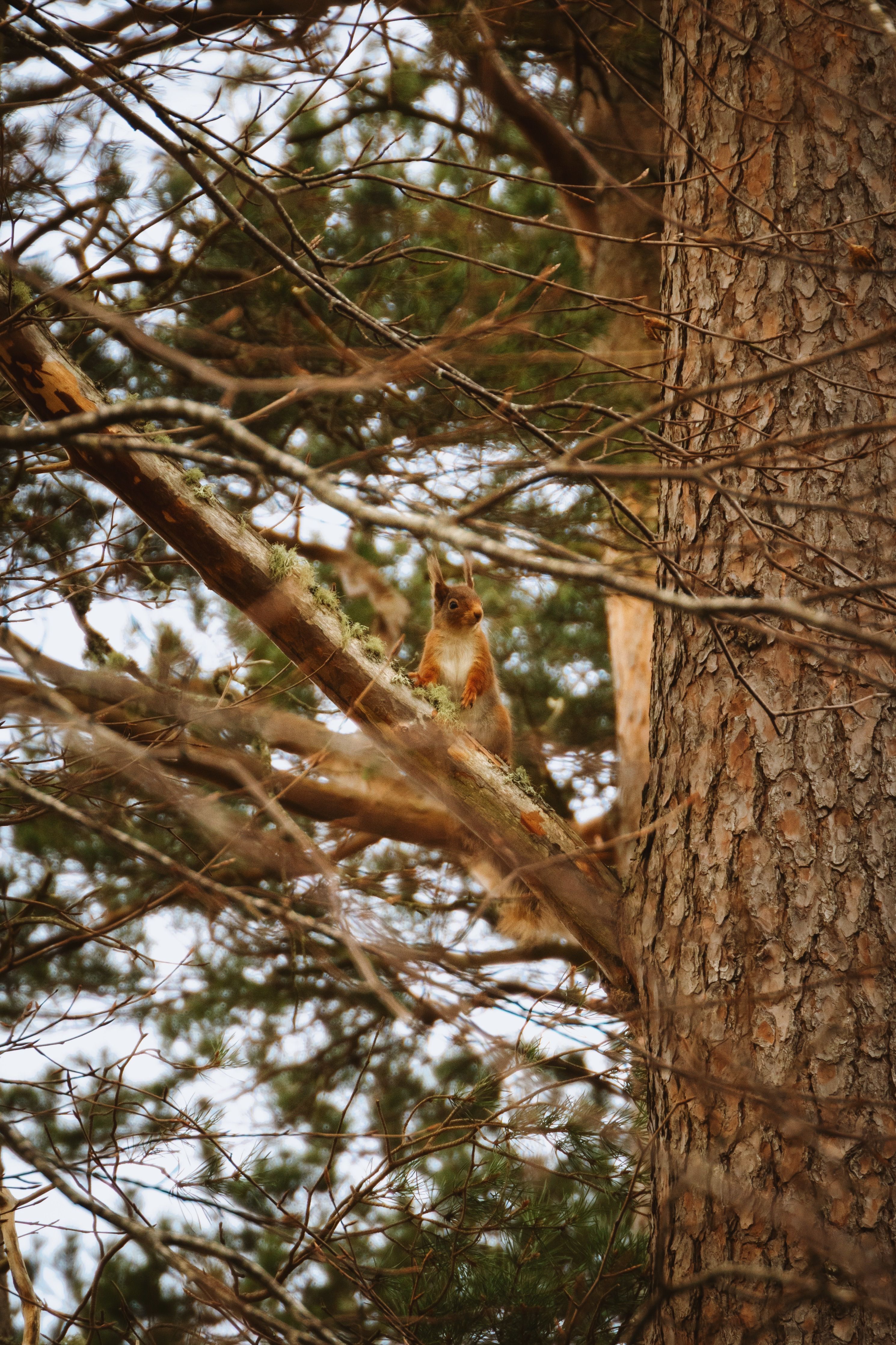 Red Squirrel in Scottish Pine Forest · Free Stock Photo