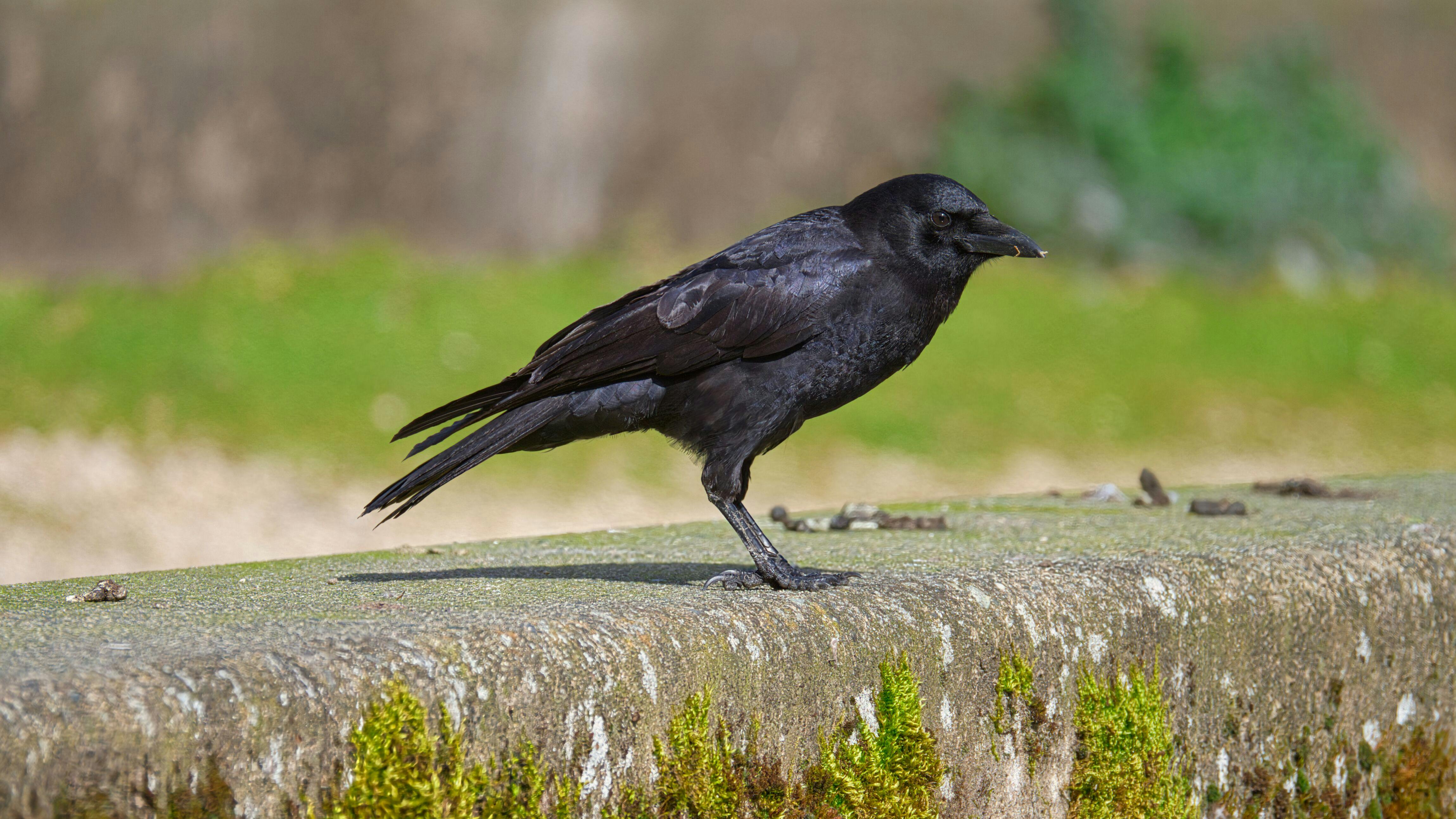 Crow Texture Photos, Download The BEST Free Crow Texture Stock Photos ...