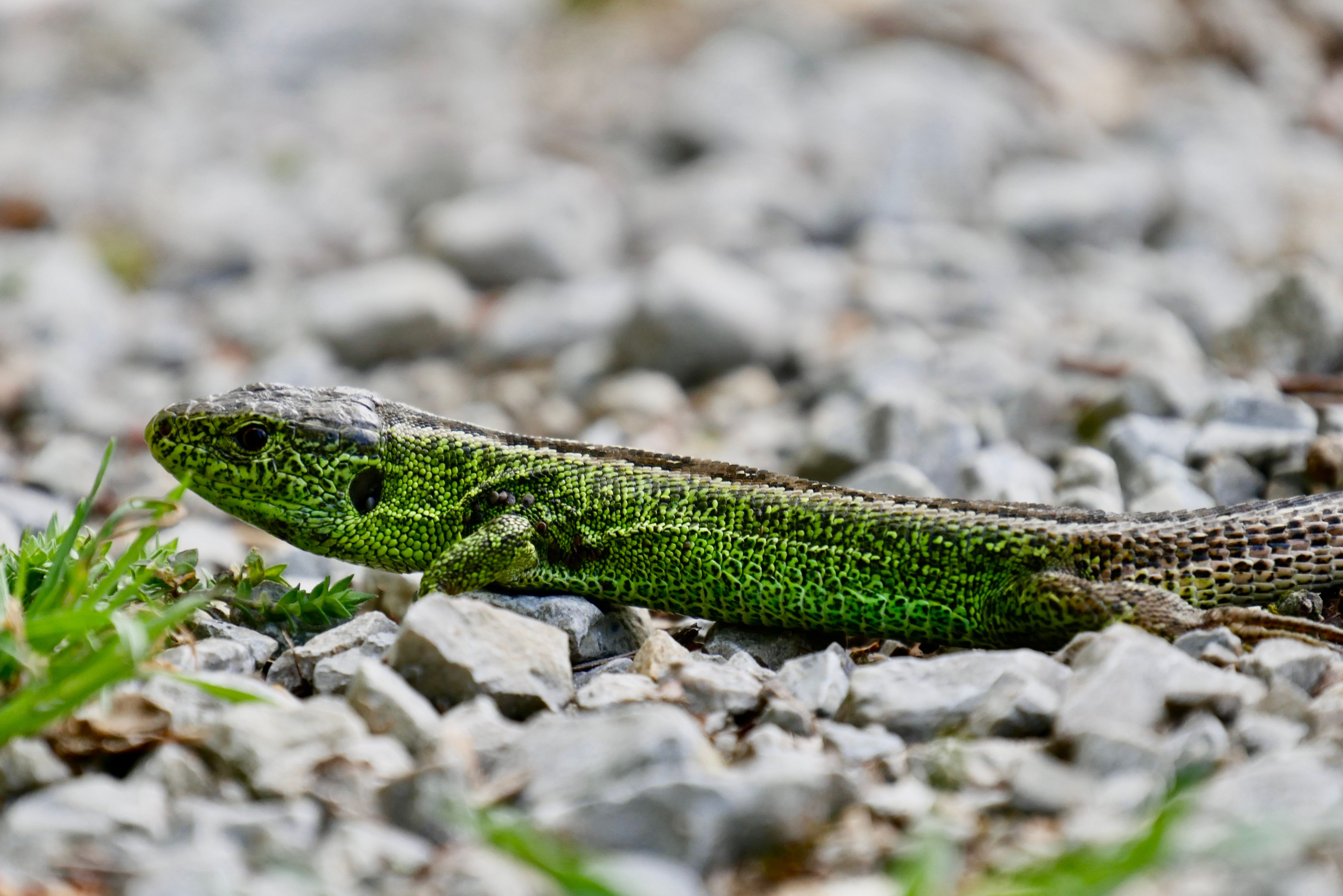 Vibrant Green Sand Lizard on Gravel Pathway · Free Stock Photo
