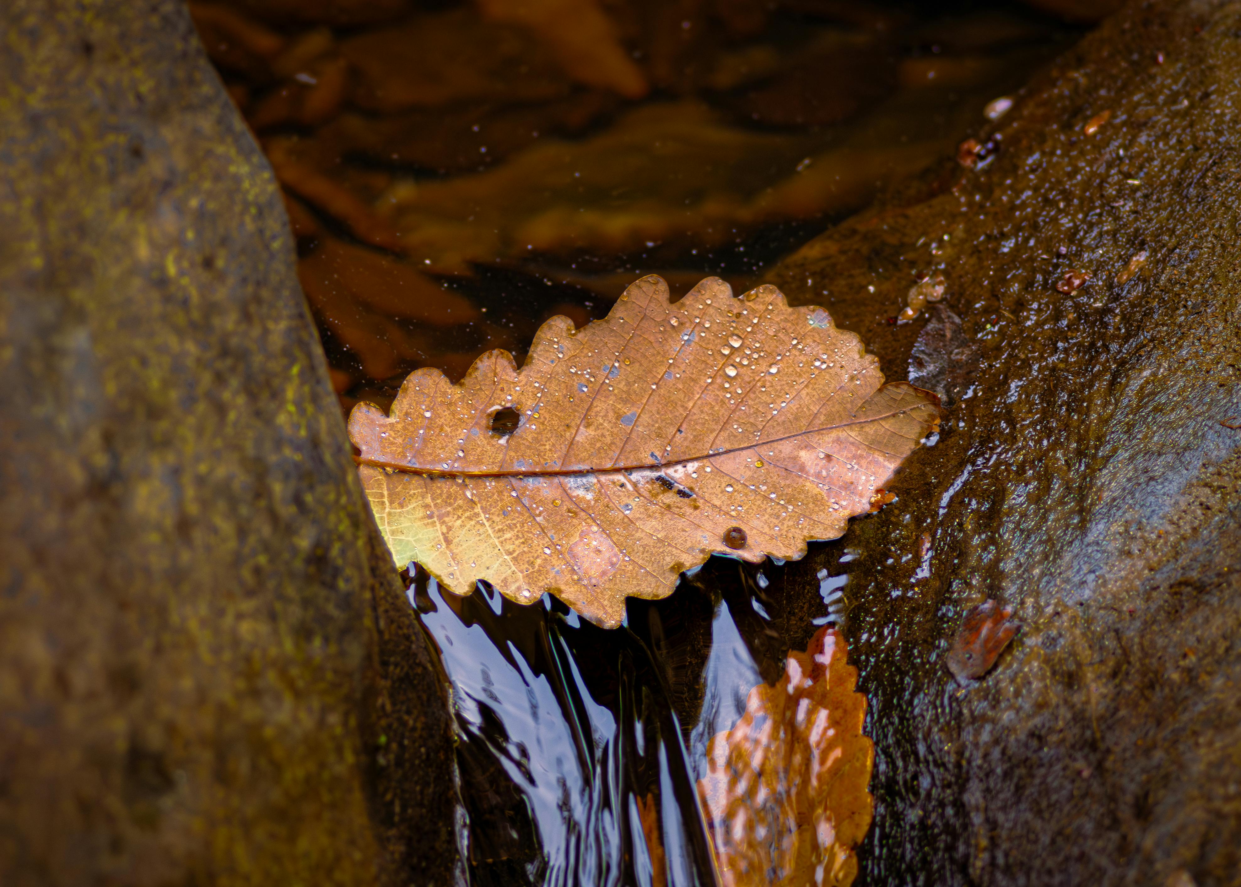 Water Stream Texture Seamless Photos, Download The BEST Free Water ...