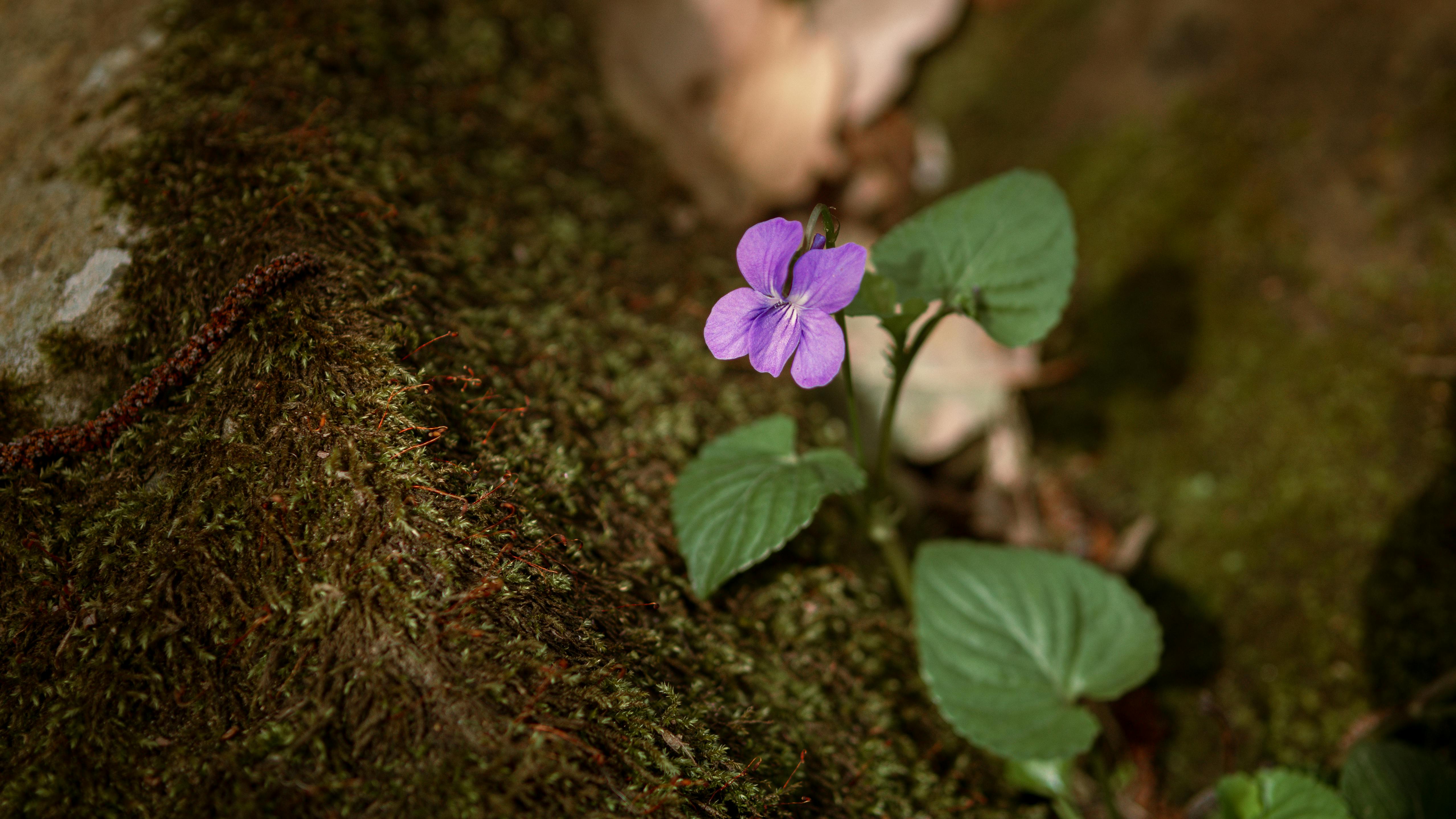 Wild Violet Recipes for Every Day and Every Occasion