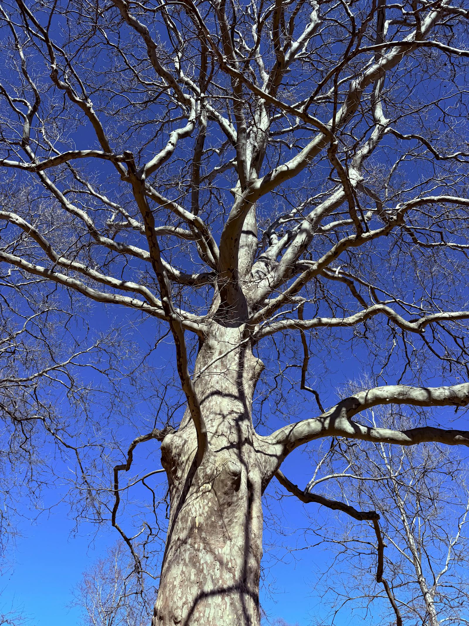 Old Tree Photos, Download The BEST Free Old Tree Stock Photos & HD Images