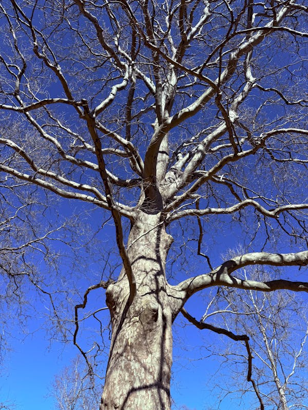 Old Tree Photos, Download The BEST Free Old Tree Stock Photos & HD Images