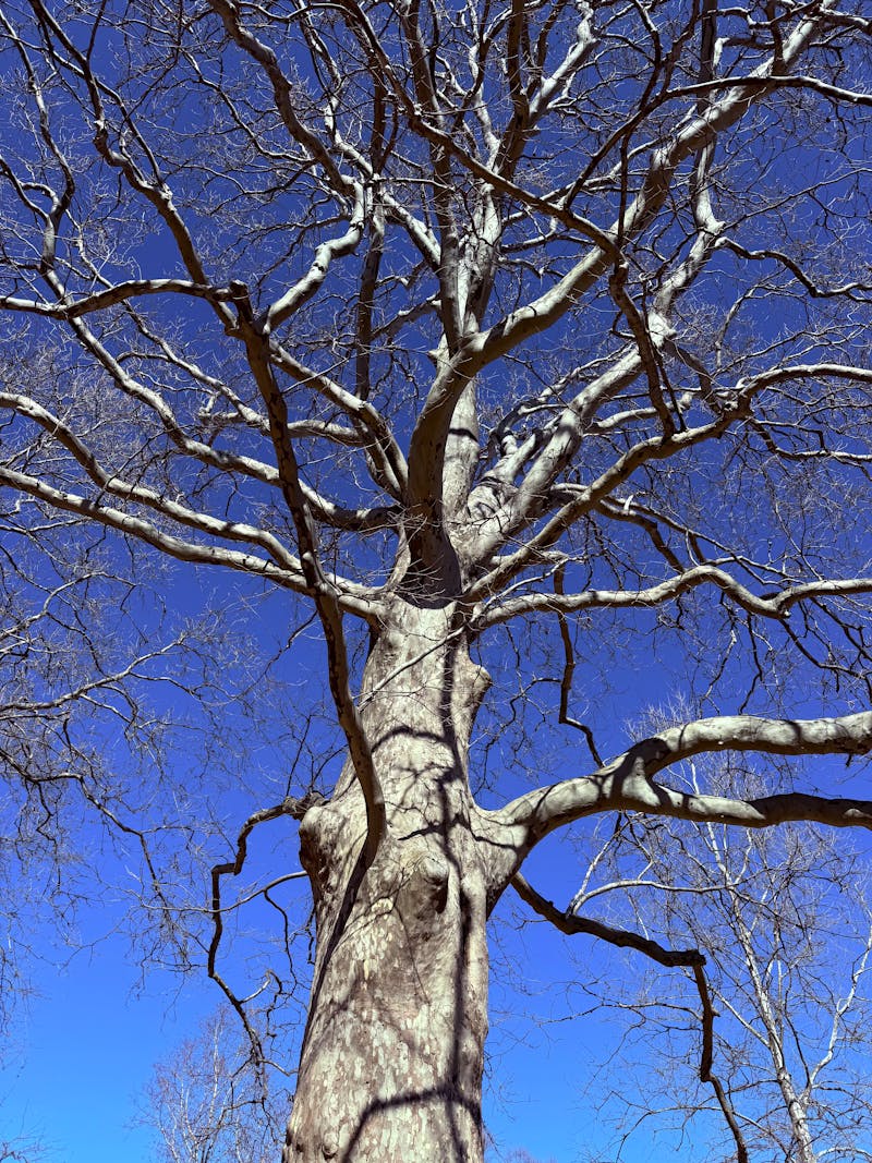 Old Tree Photos, Download The BEST Free Old Tree Stock Photos & HD Images