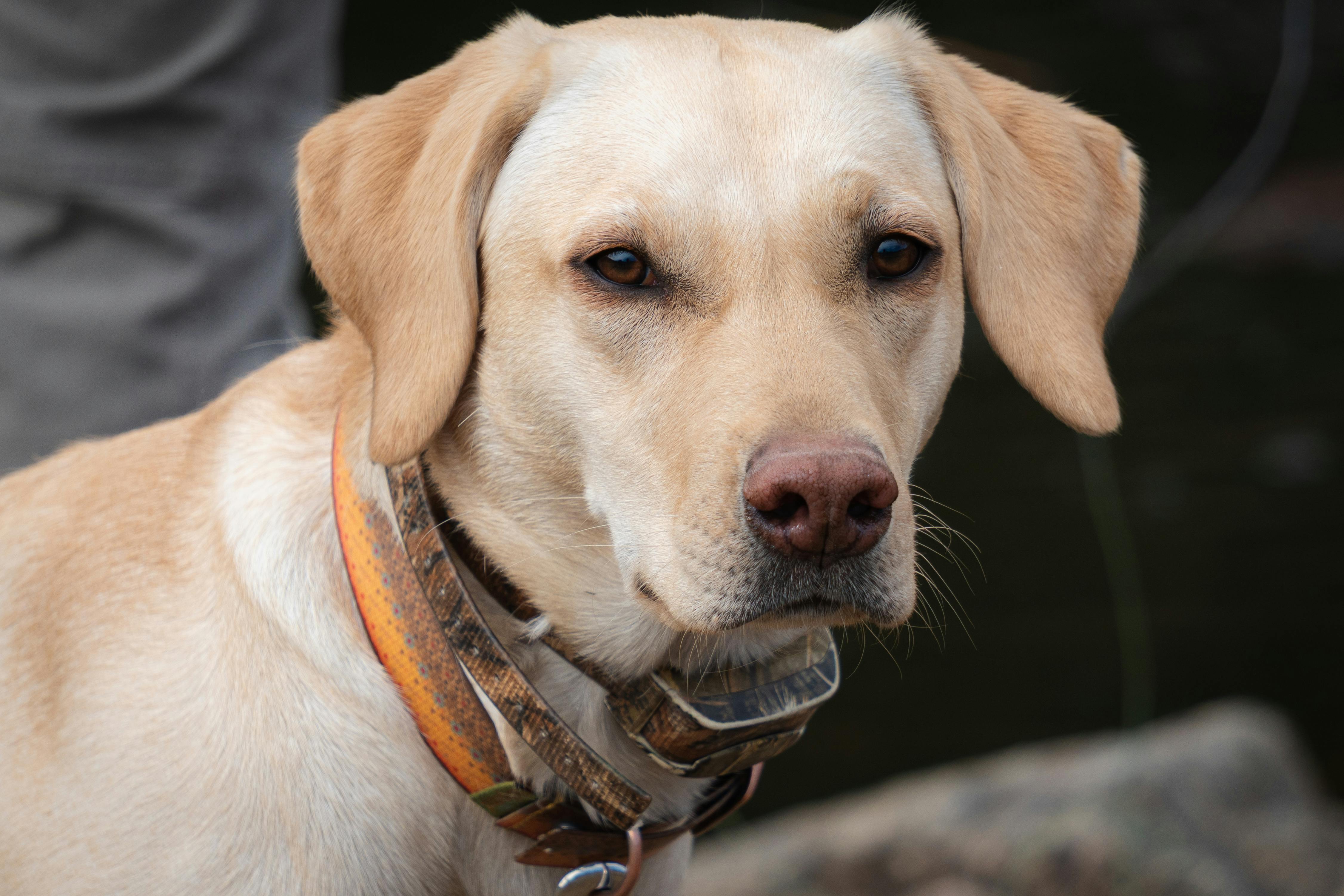 Golden Lab Portrait Outdoors in Colorado · Free Stock Photo