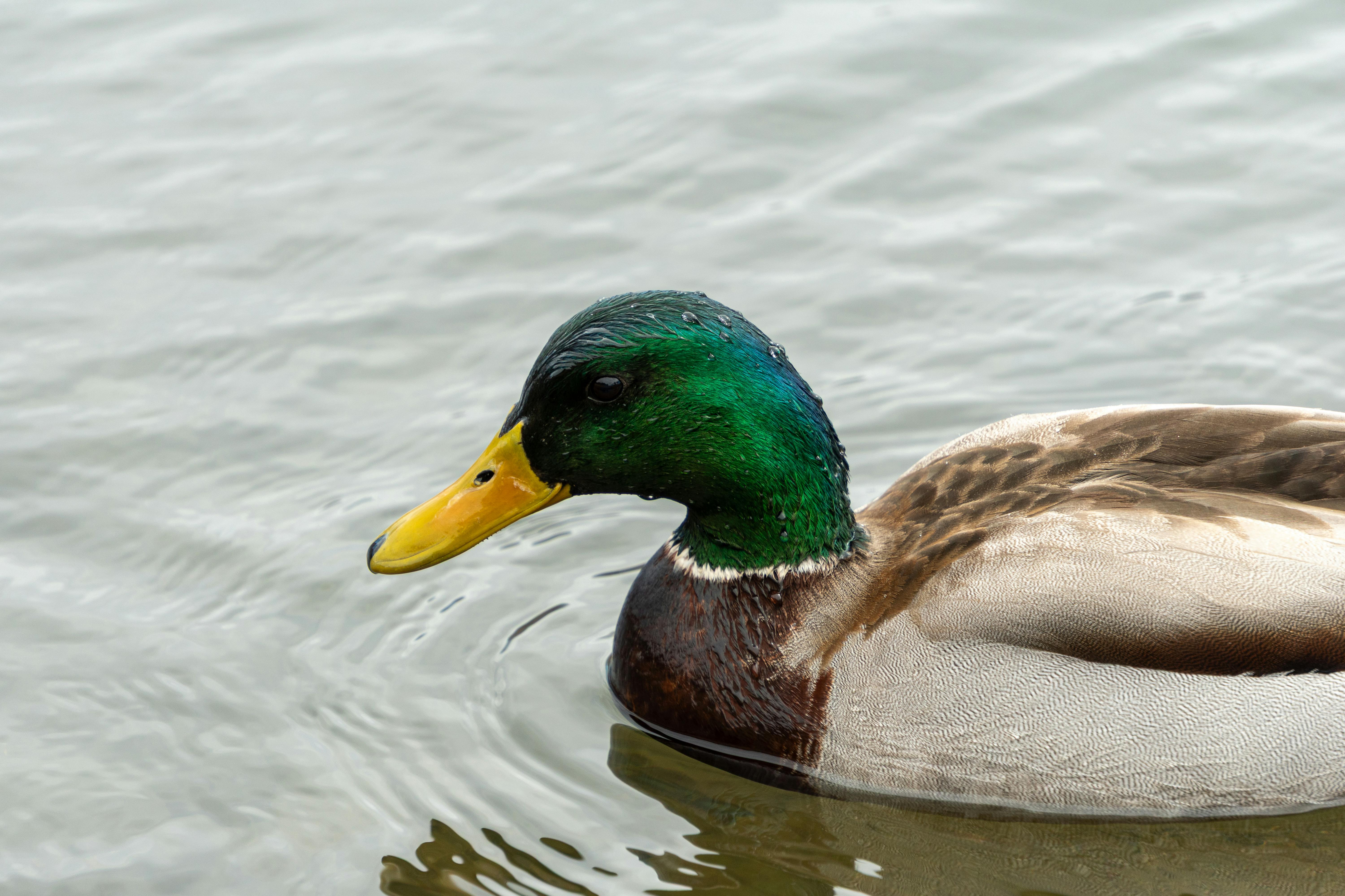 Mallard Duck in Evergreen Lake, Colorado · Free Stock Photo