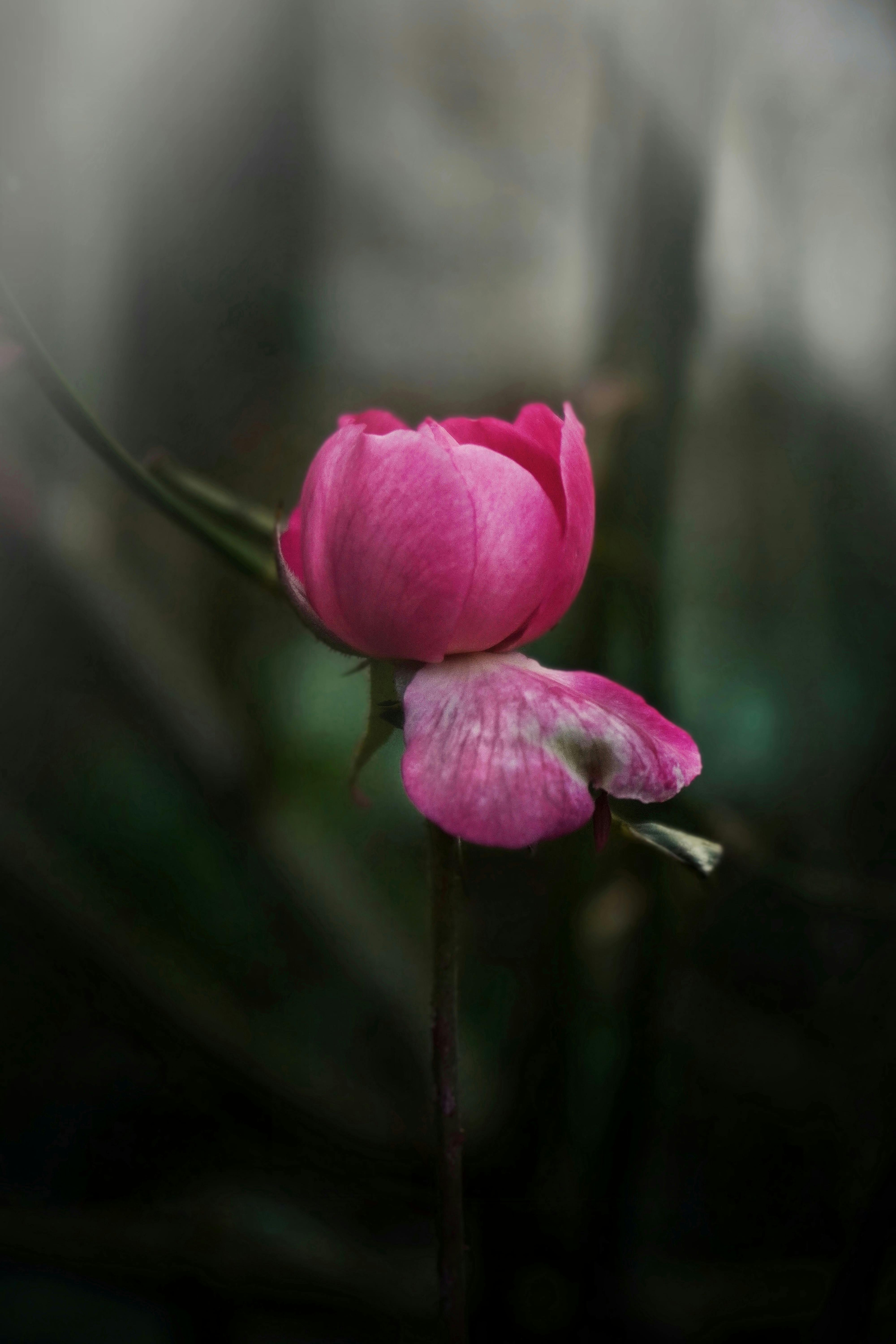 Photography Dark Background Photos, Download The BEST Free Photography ...