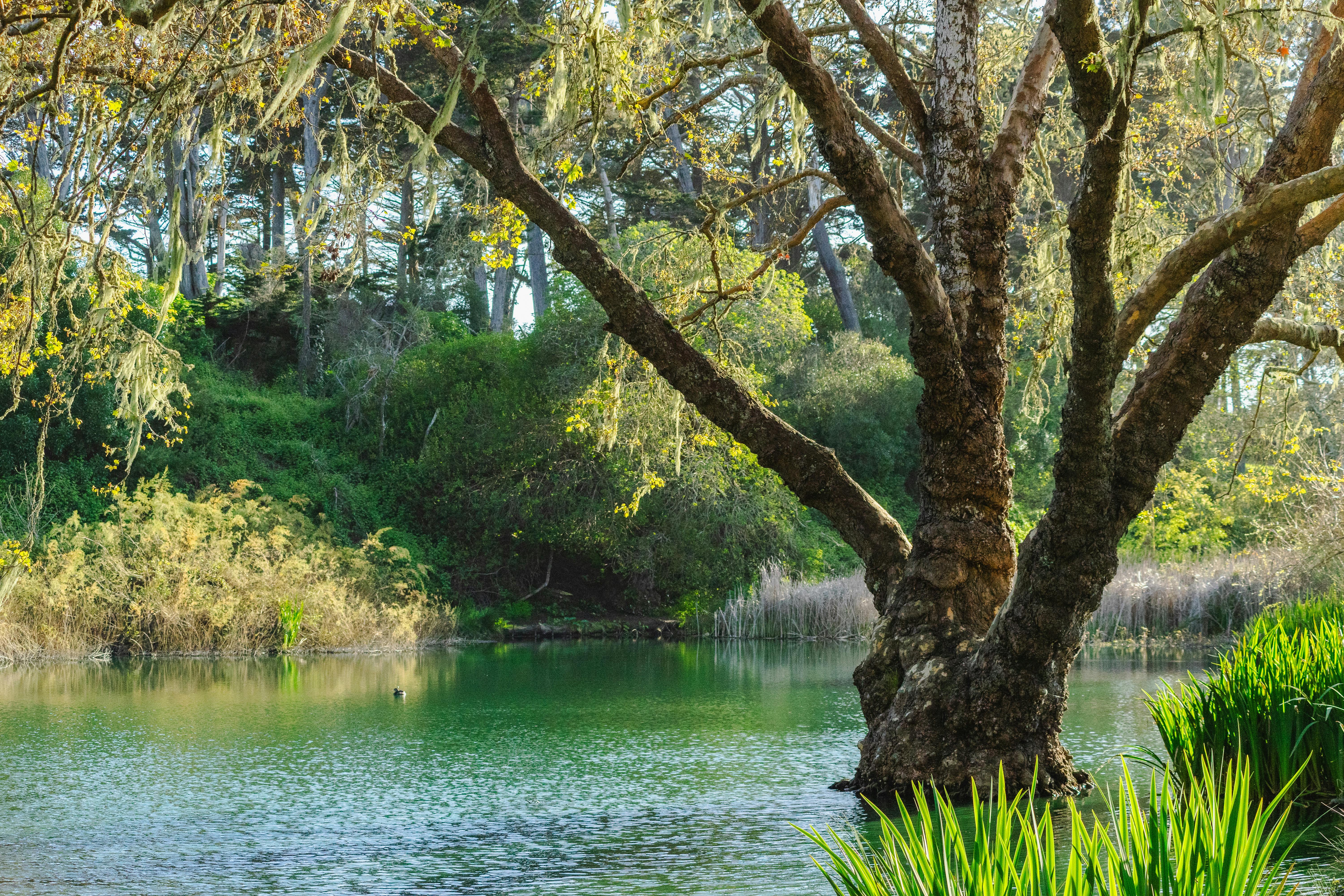 Serene Forest Lake with Lush Foliage · Free Stock Photo