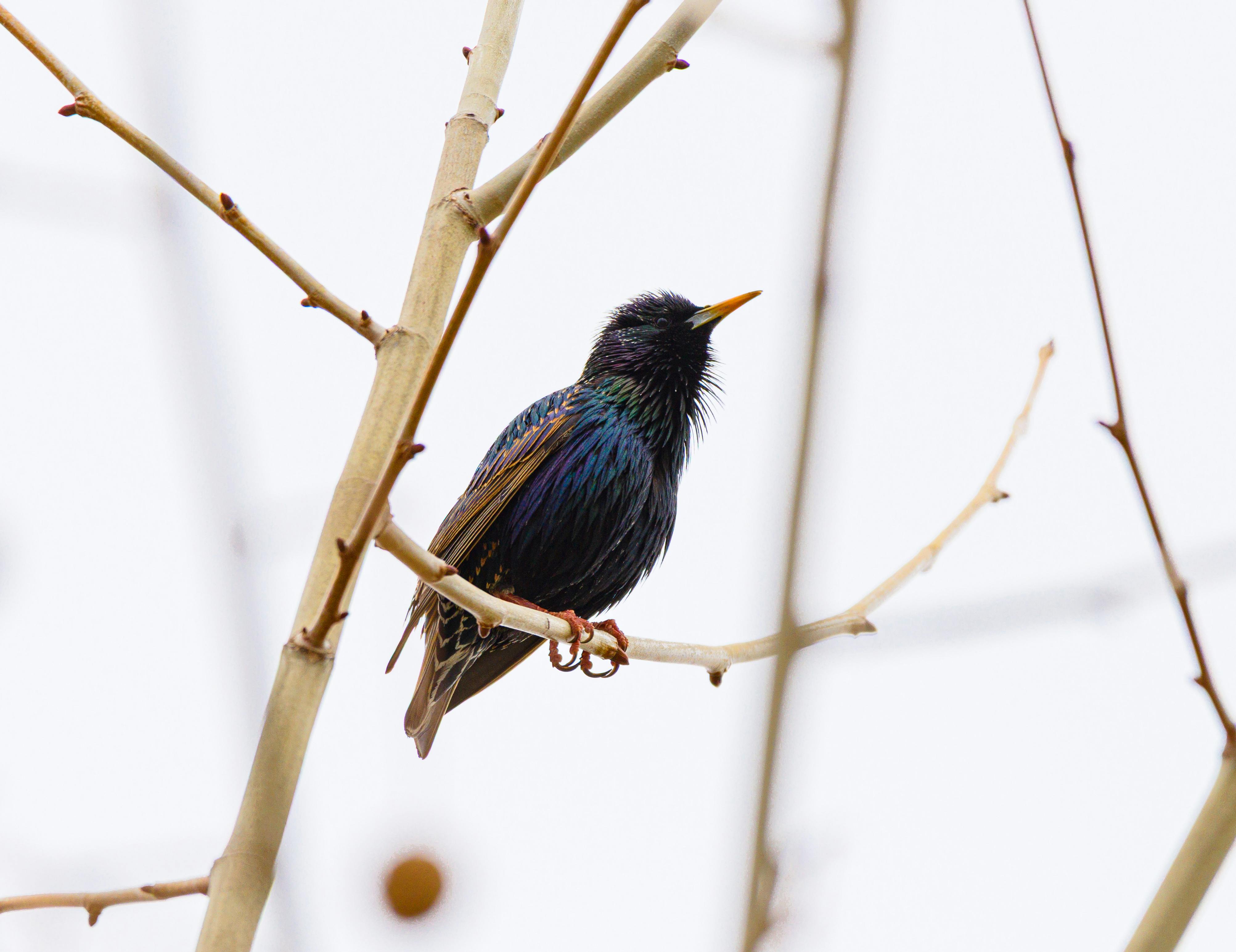 Pikok Bird Photos, Download The BEST Free Pikok Bird Stock Photos & HD ...