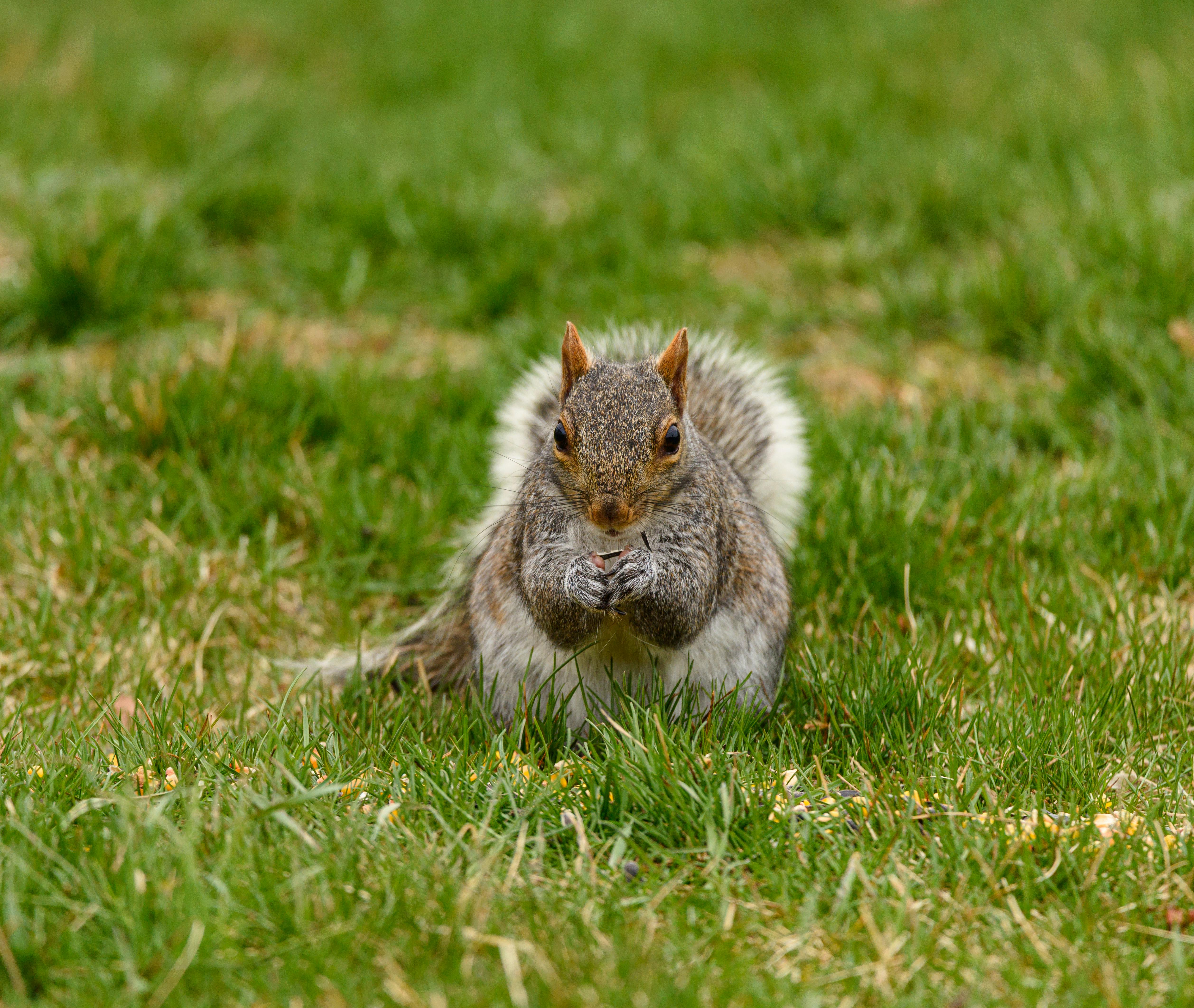 Cute Grey Squirrel Eating on Green Grass · Free Stock Photo