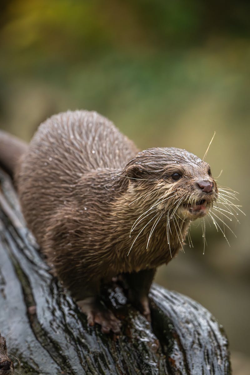 360+ Fotos y Imágenes de Nutria Gratis · Banco de Fotos Gratis