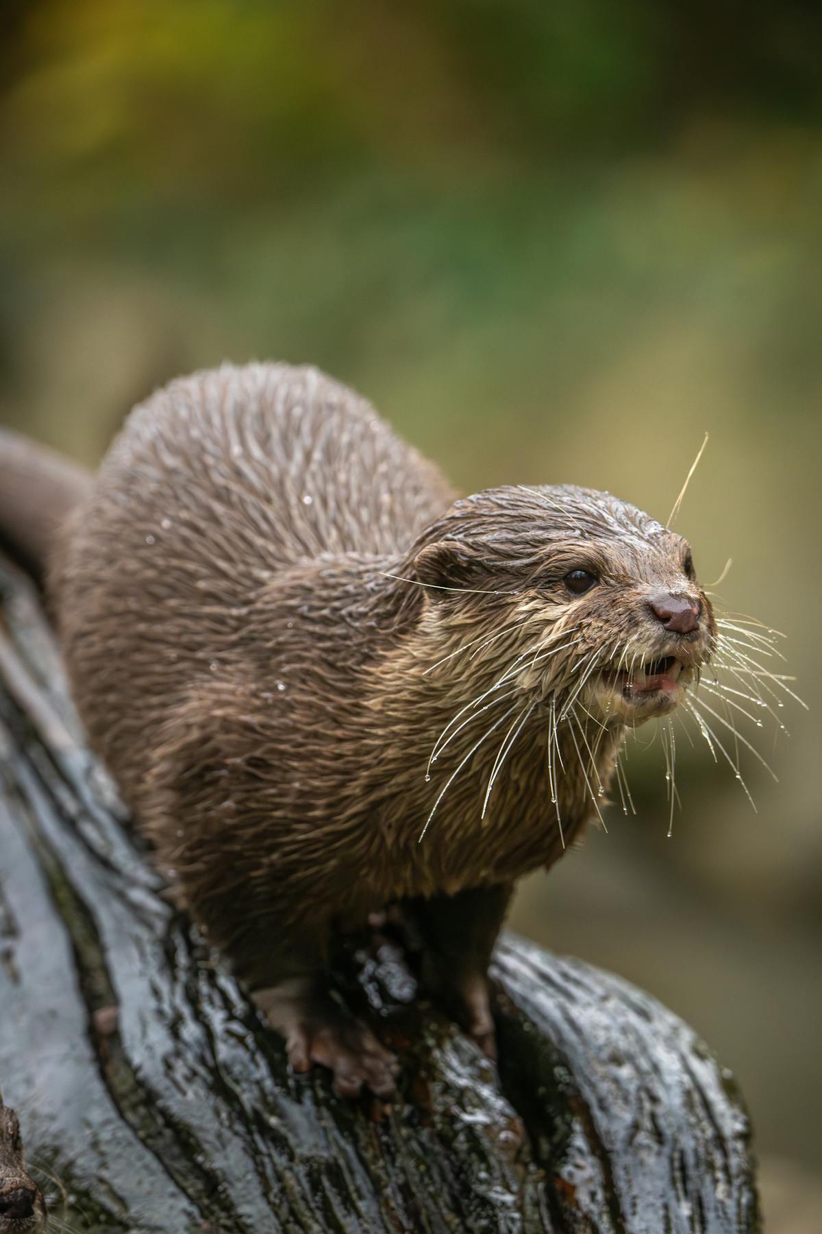 Otter Photos, Download The BEST Free Otter Stock Photos & HD Images