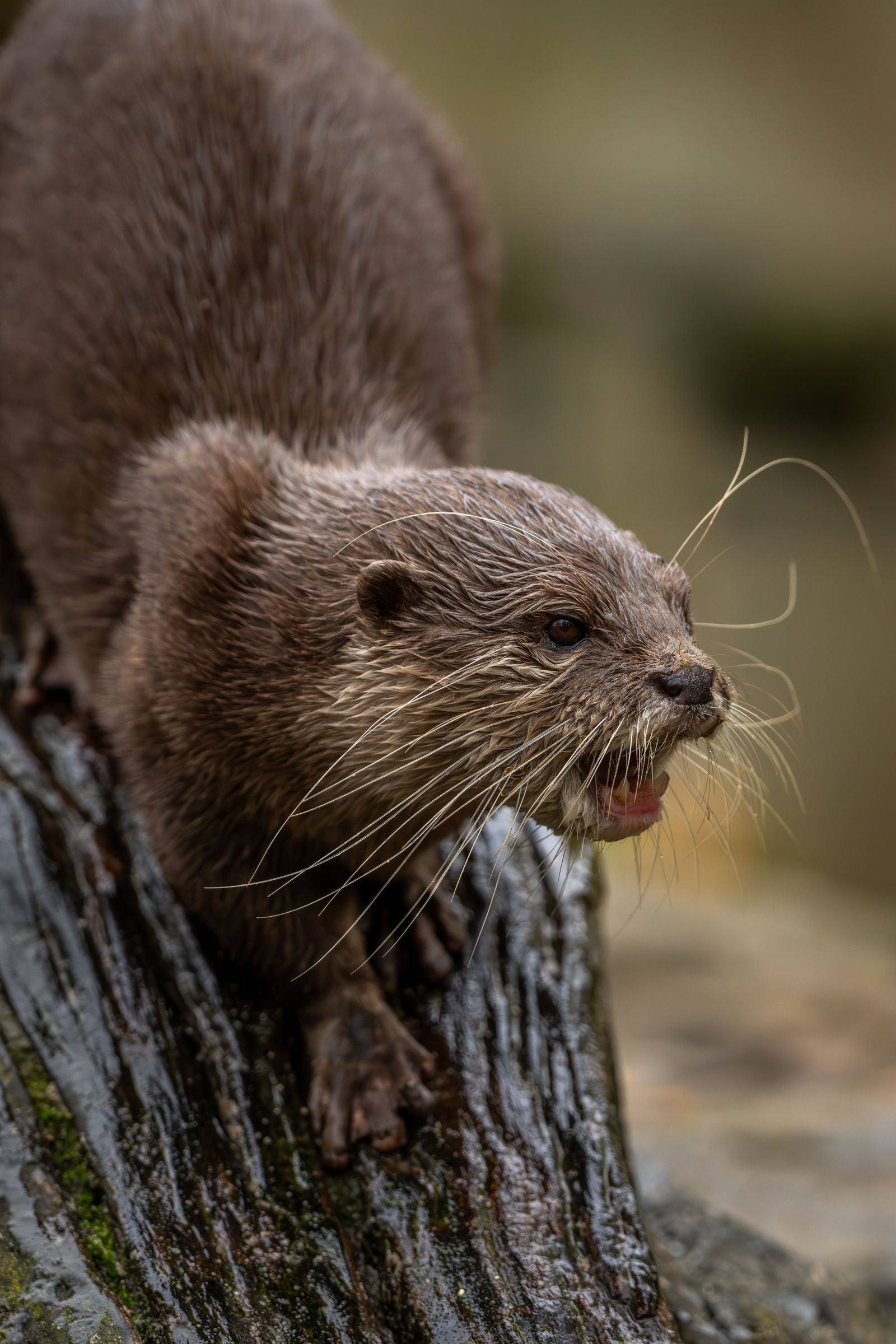 Otter Cute Photos, Download The BEST Free Otter Cute Stock Photos & HD ...