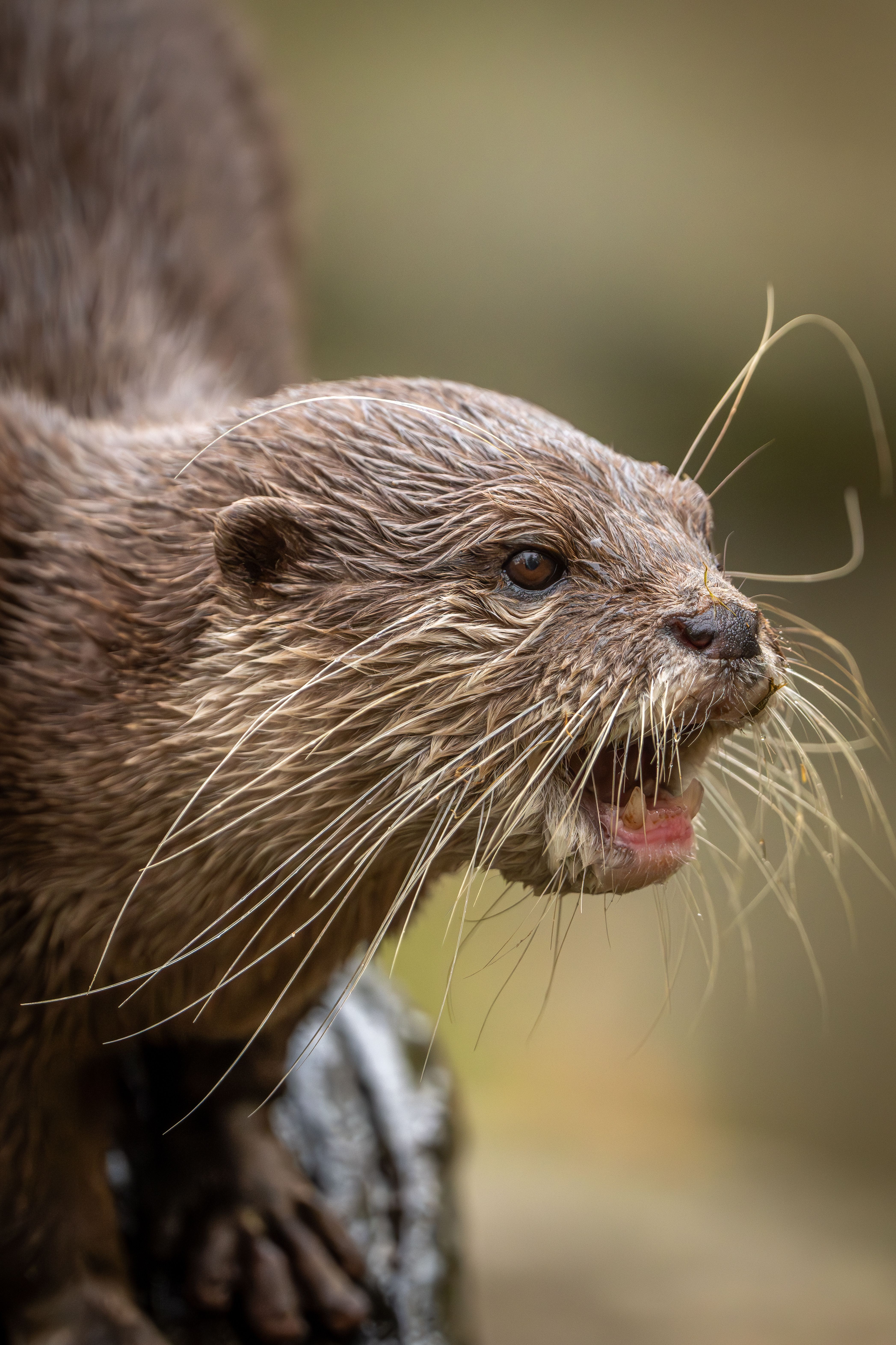 Whiskered Fish Photos, Download The BEST Free Whiskered Fish Stock ...