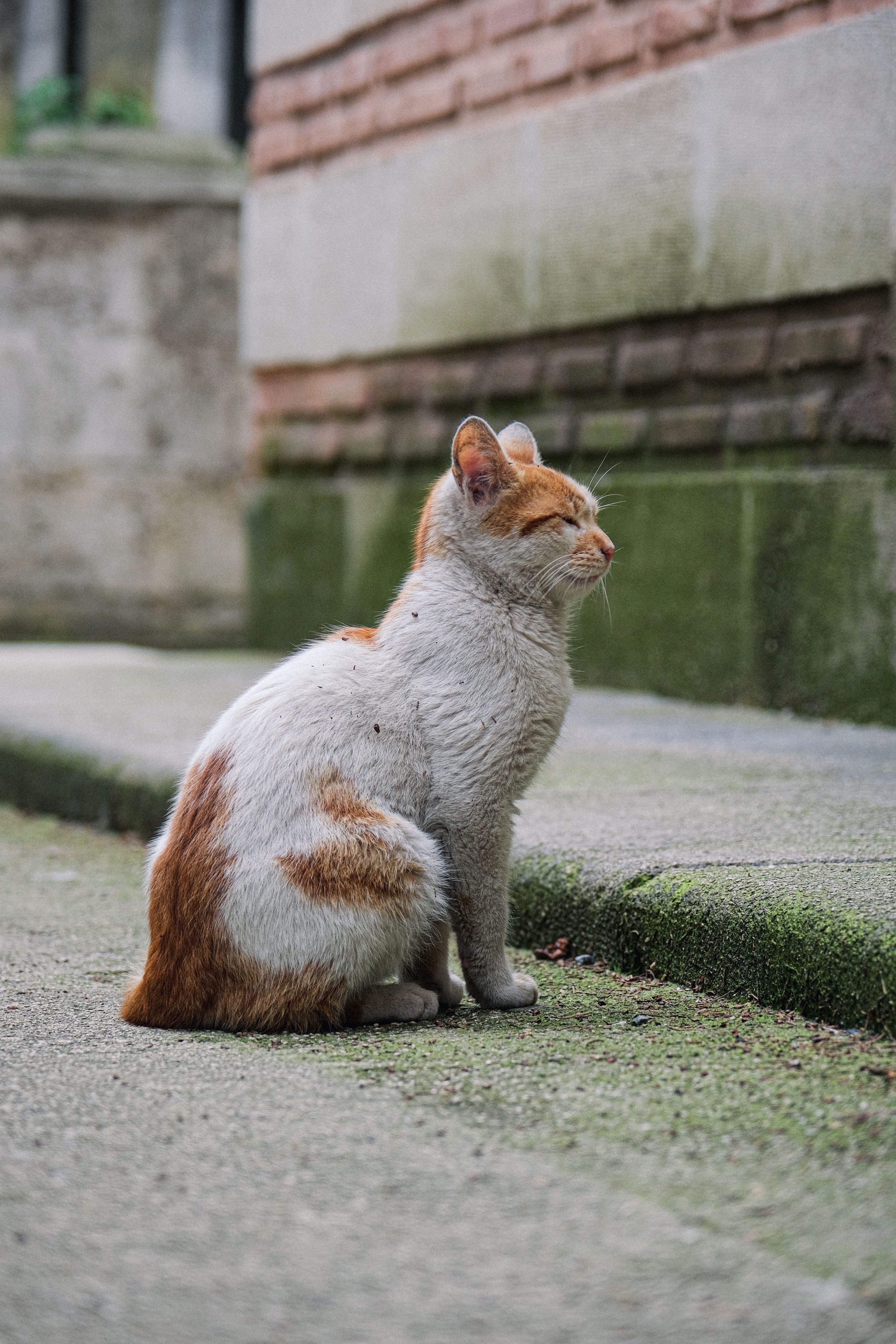 3.000+ Sitzende Katzen Bilder und Fotos · Kostenlos Downloaden · Pexels ...