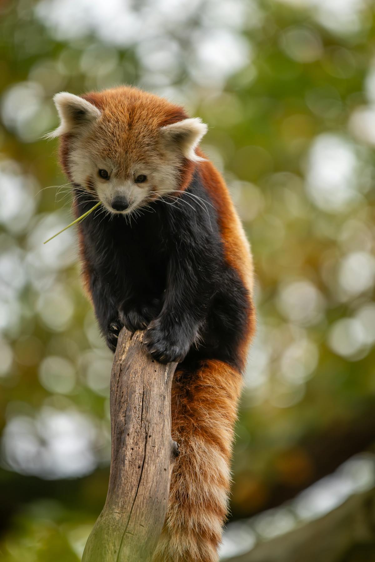 Red Panda Photos, Download The BEST Free Red Panda Stock Photos & HD Images