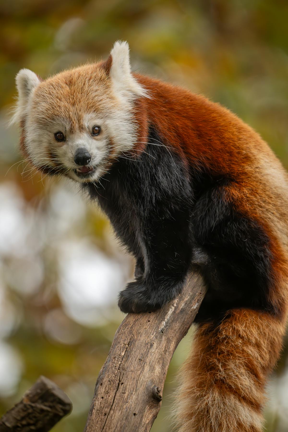 Red Panda Photos, Download The BEST Free Red Panda Stock Photos & HD Images