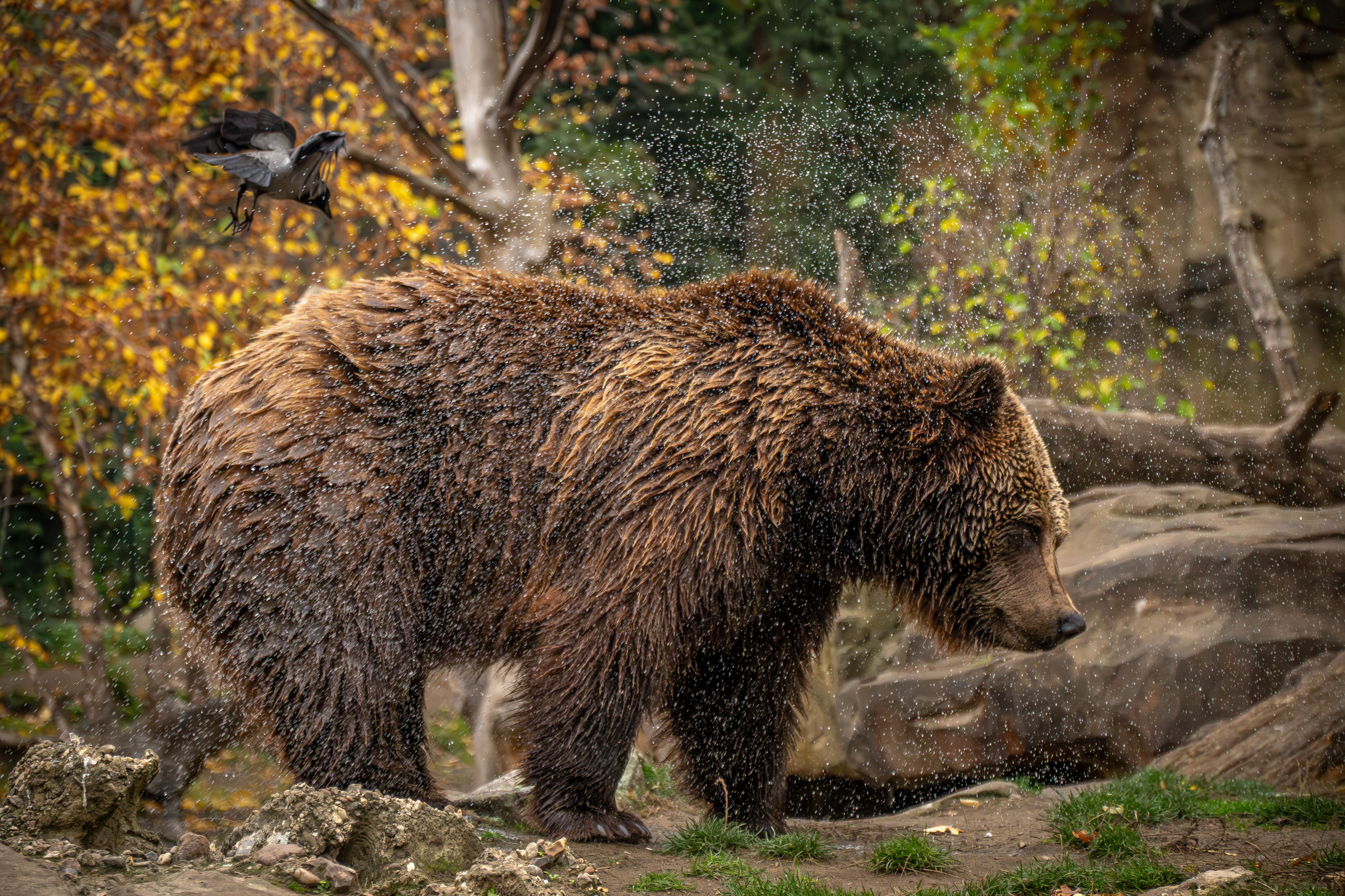 Majestic Grizzly Bear in Autumn Wilderness · Free Stock Photo