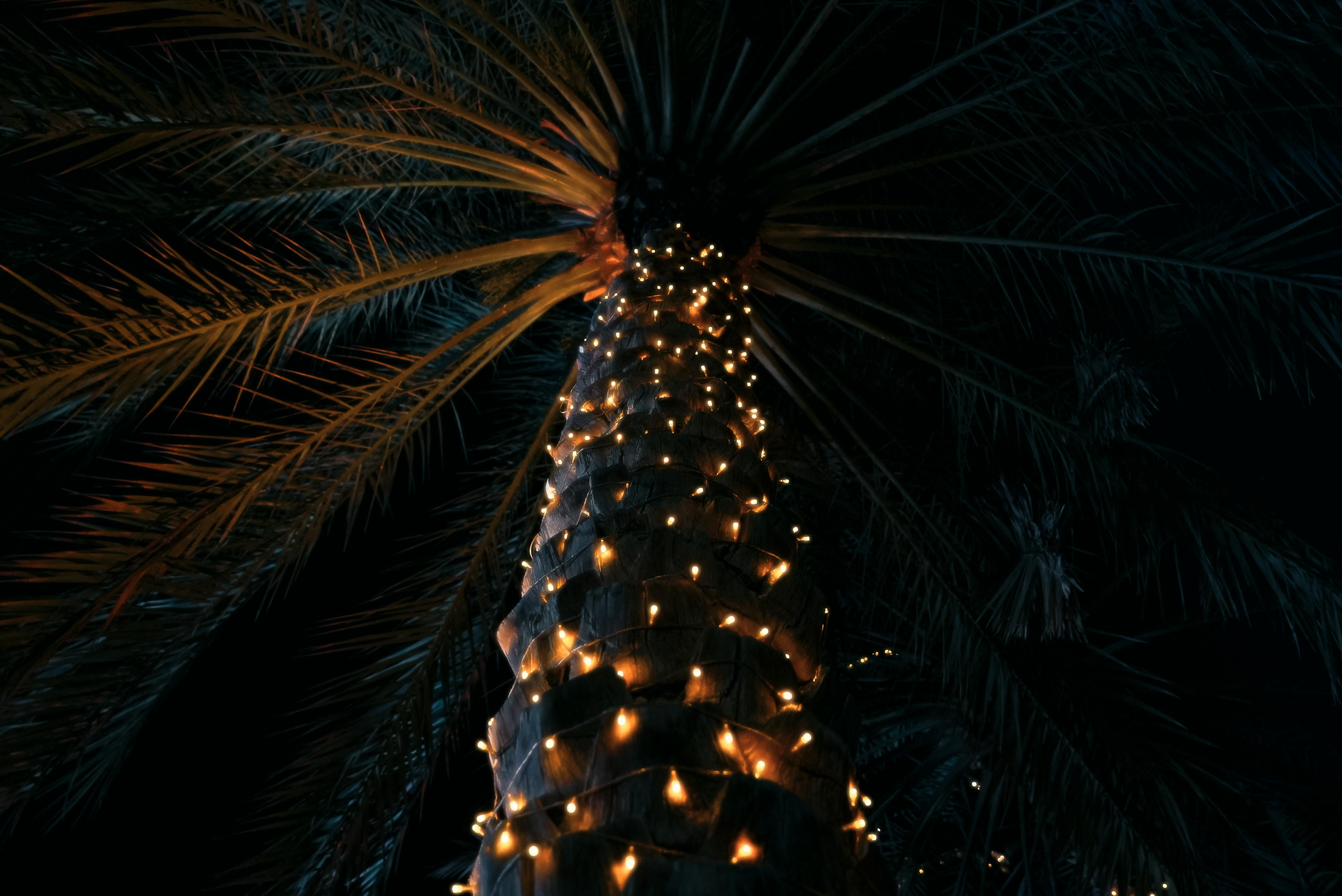 Illuminated Palm Tree Night Scene in Dubai · Free Stock Photo