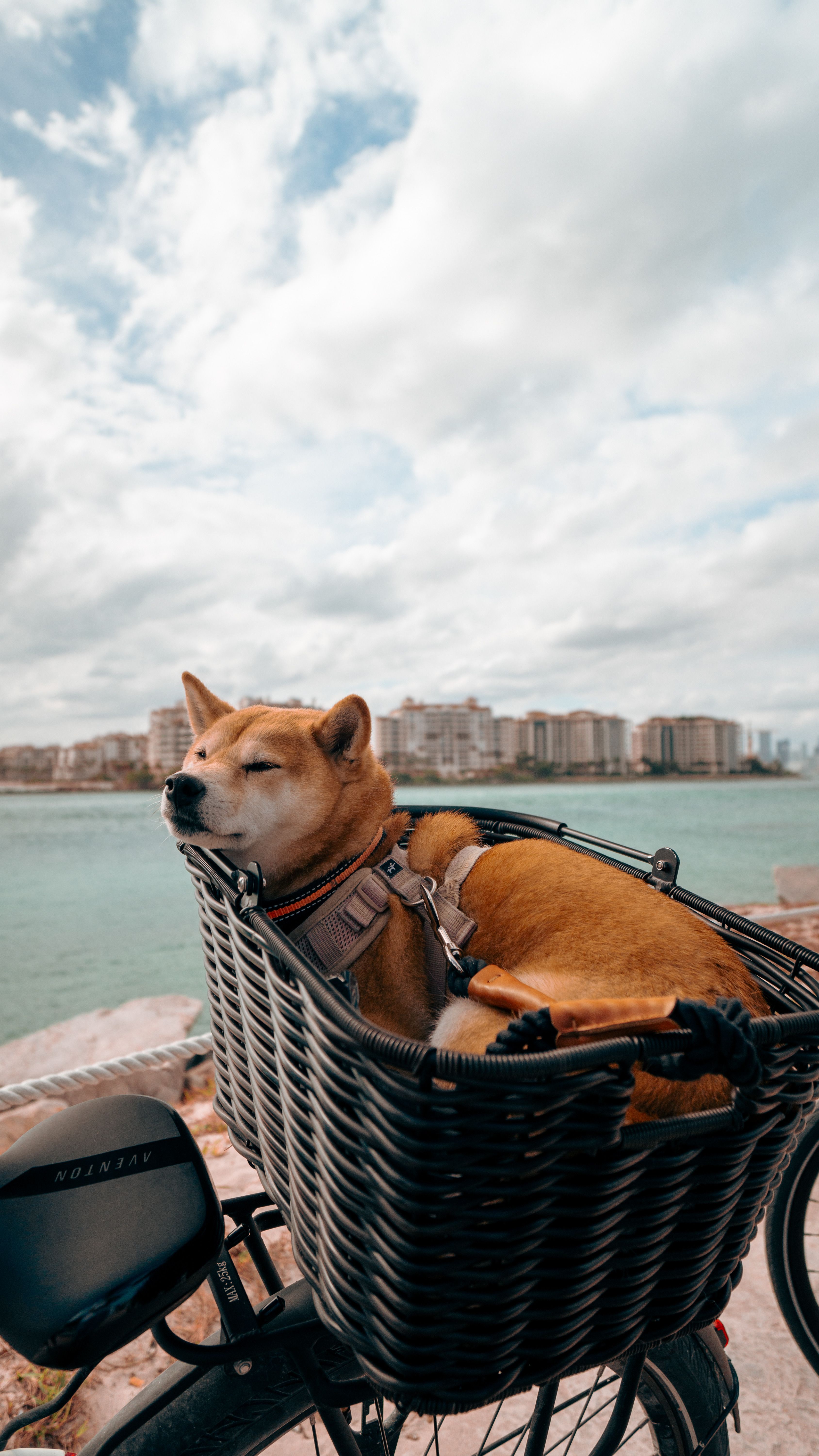 Shiba Inu Enjoying a Calm Ride by Miami Beach · Free Stock Photo
