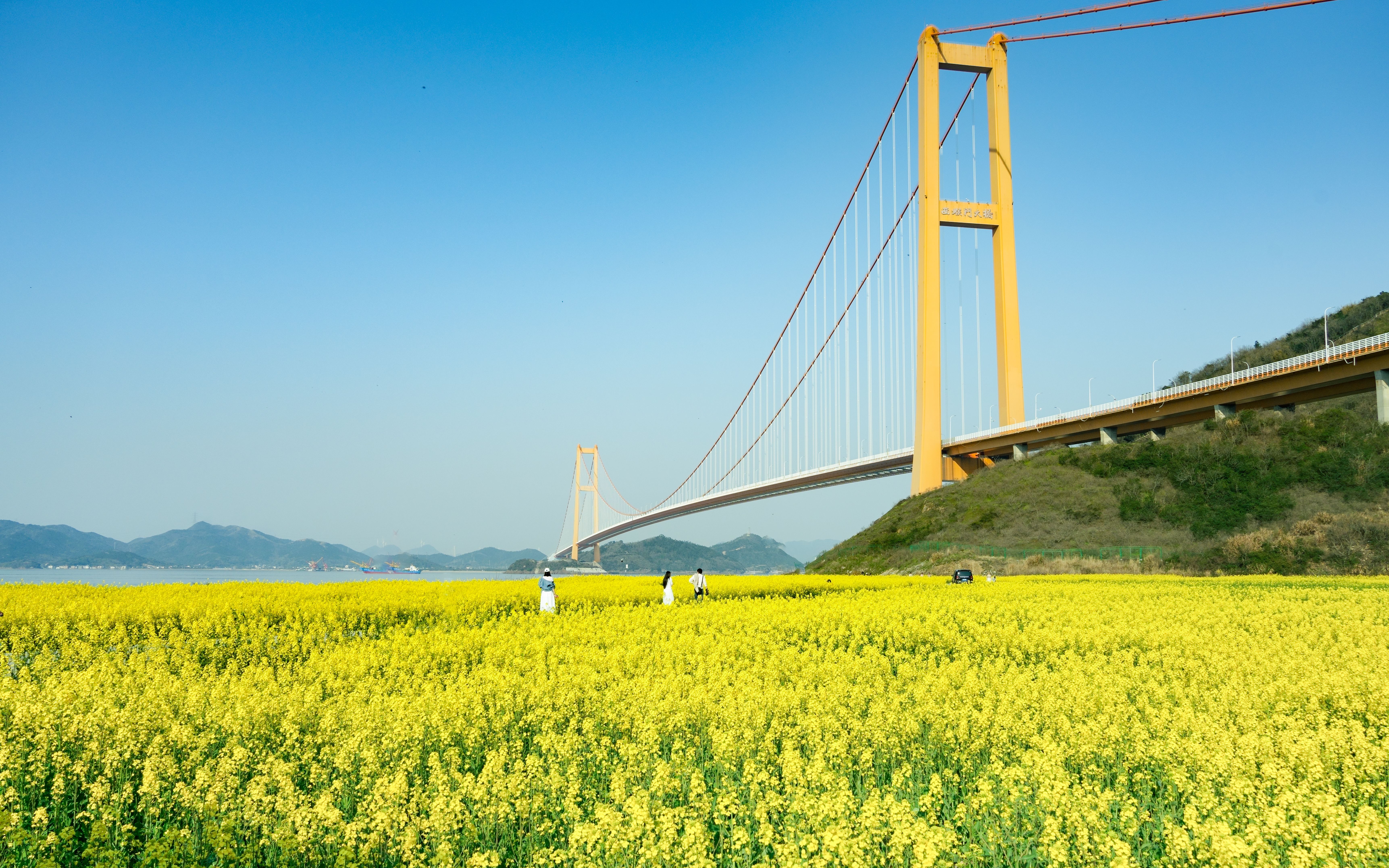 Golden Gate Bridge Over Yellow Flower Field · Free Stock Photo