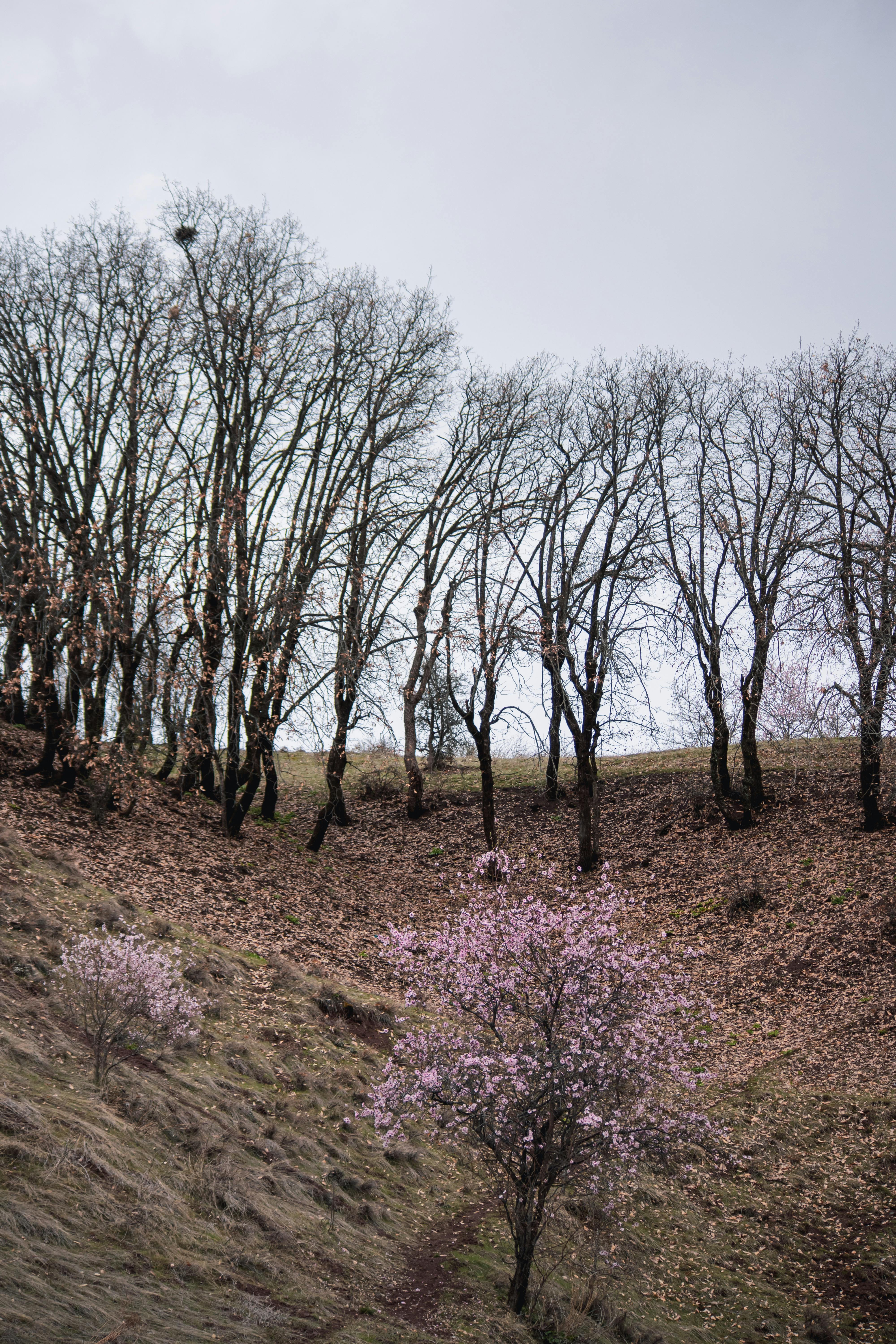 Blooming Cherry Tree in Palu's Early Spring Landscape · Free Stock Photo