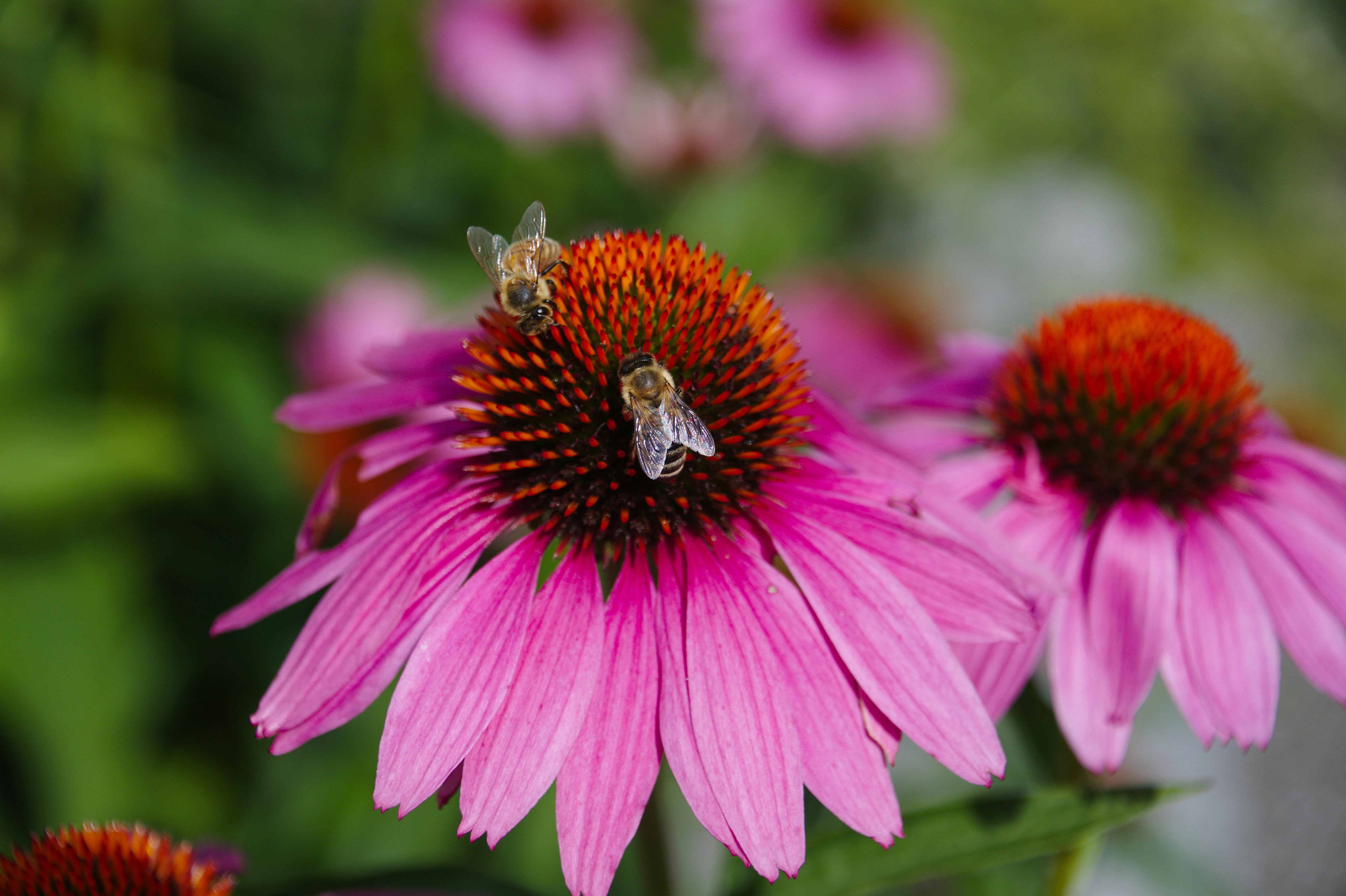 Close-up of Bees Pollinating Pink Coneflowers · Free Stock Photo