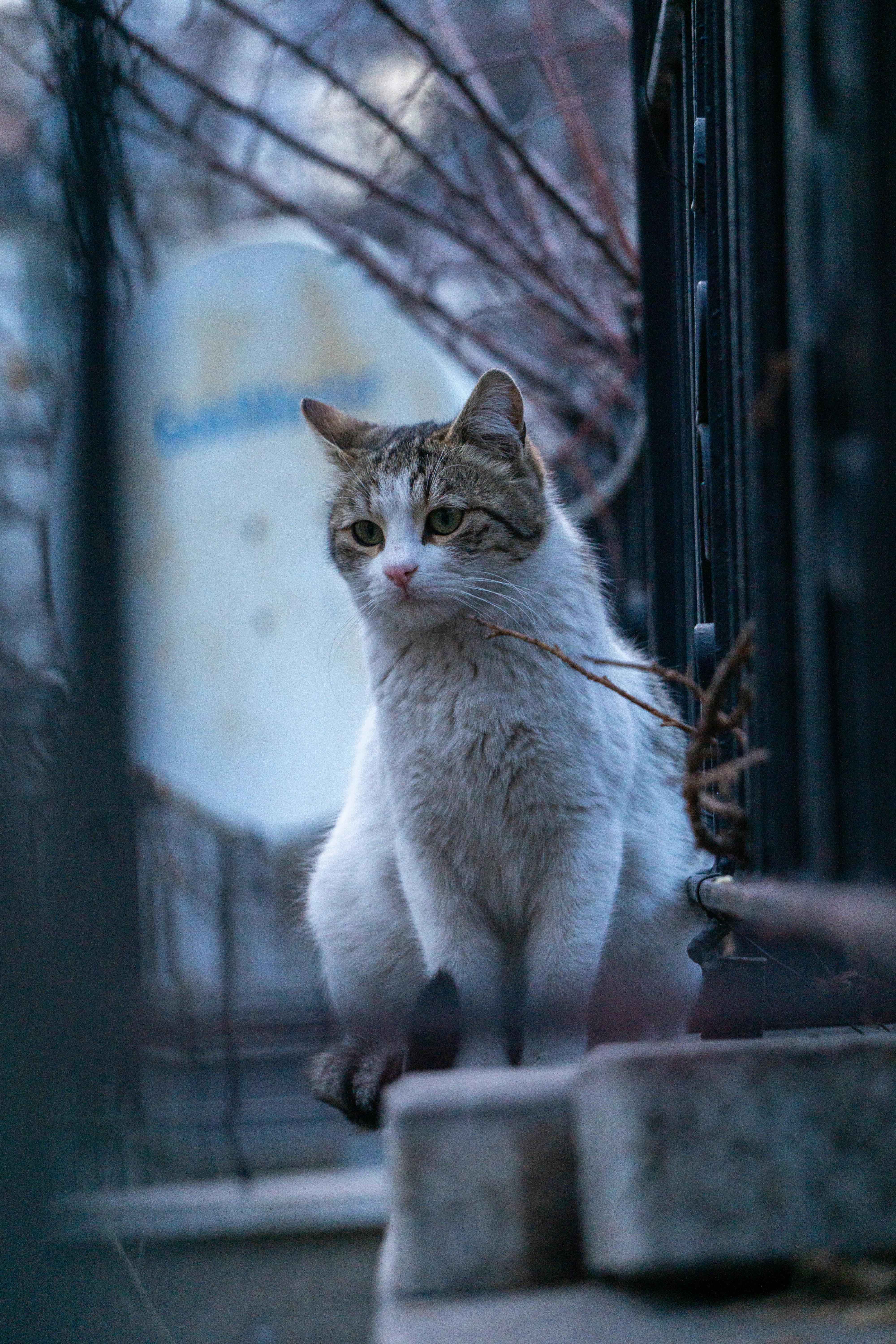 Stray Alley Cat in Urban Winter Setting · Free Stock Photo
