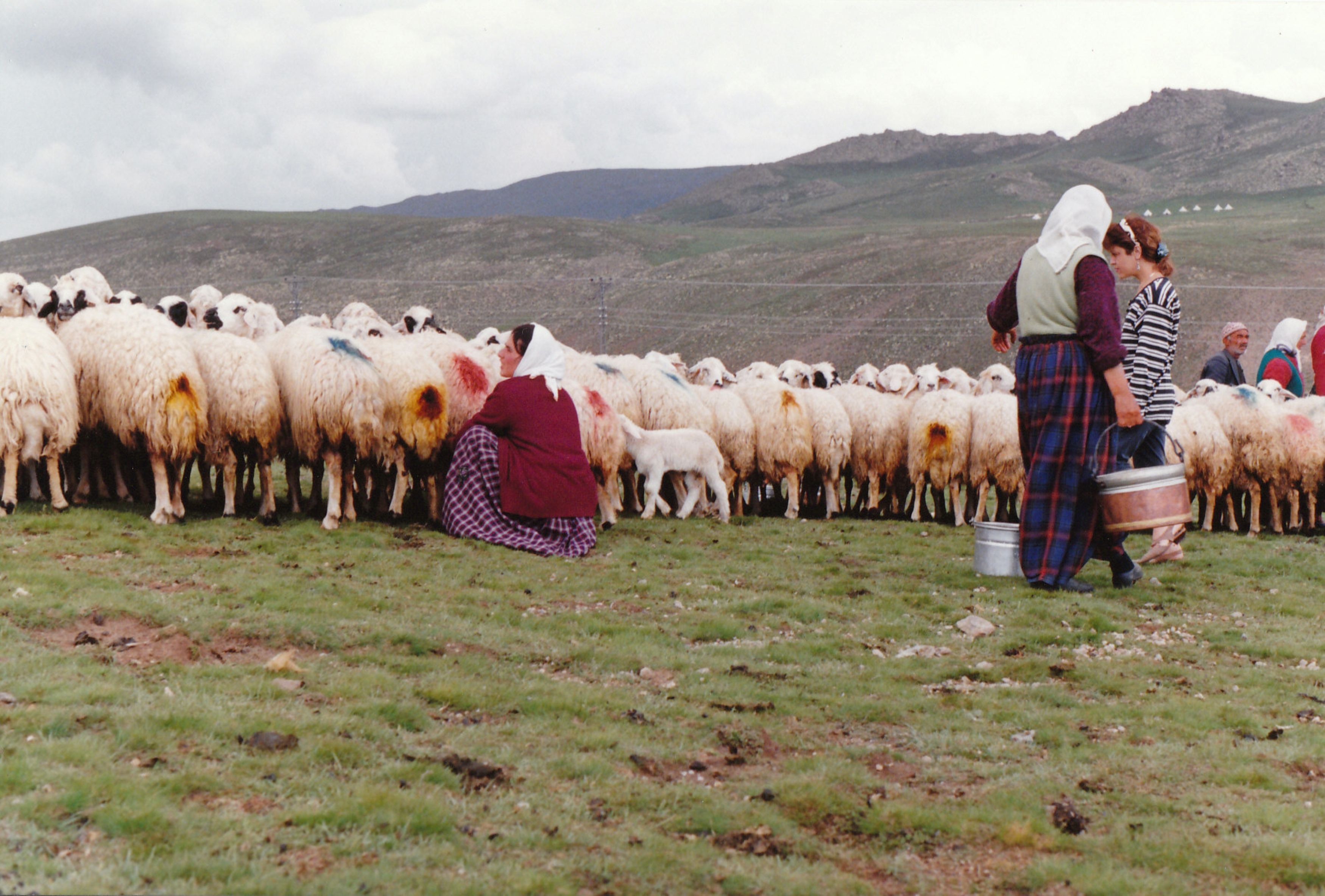 Traditional Sheep Farming in Rural Türkiye · Free Stock Photo