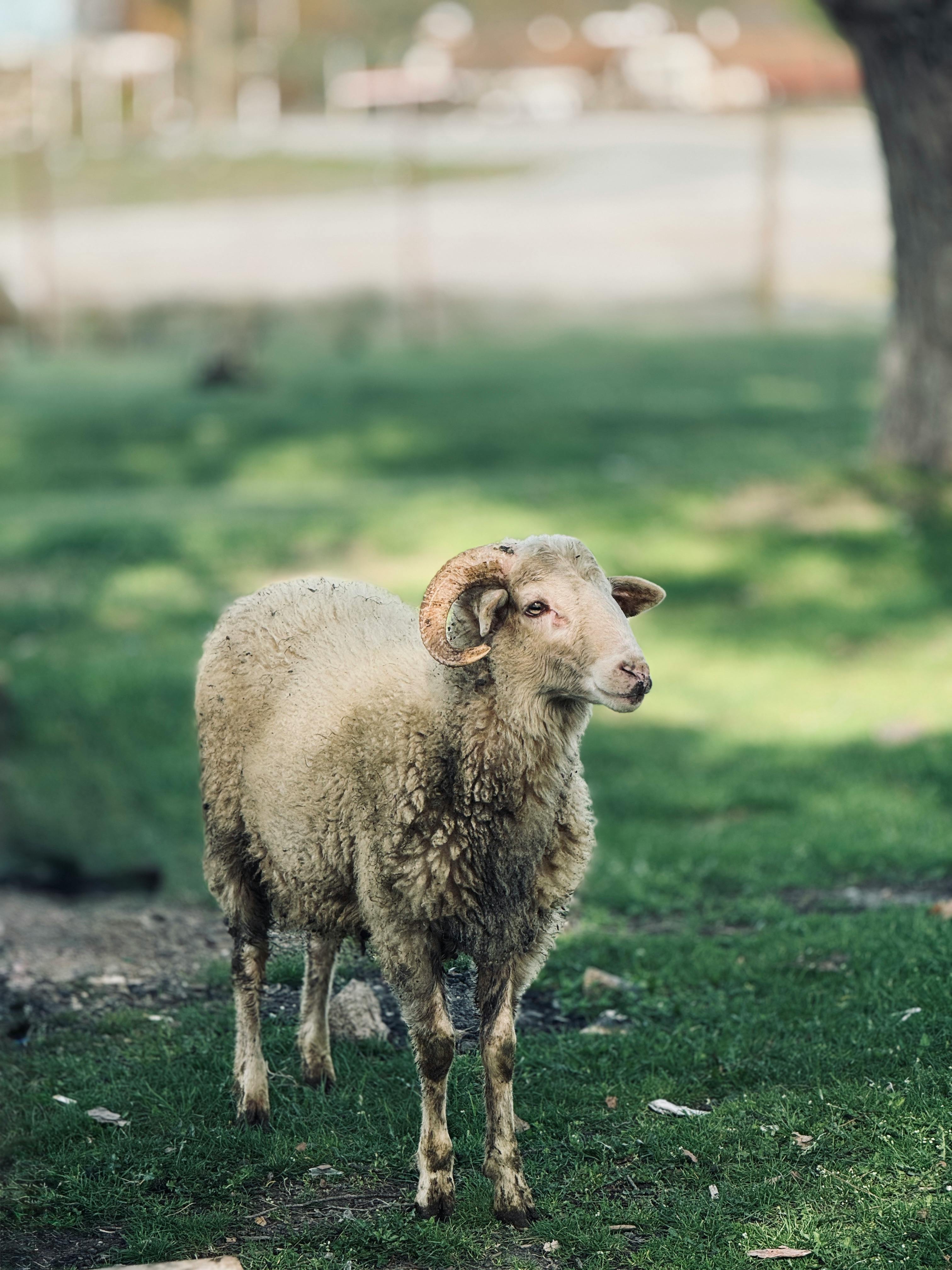 Majestic Sheep Standing in Sunny Pasture · Free Stock Photo