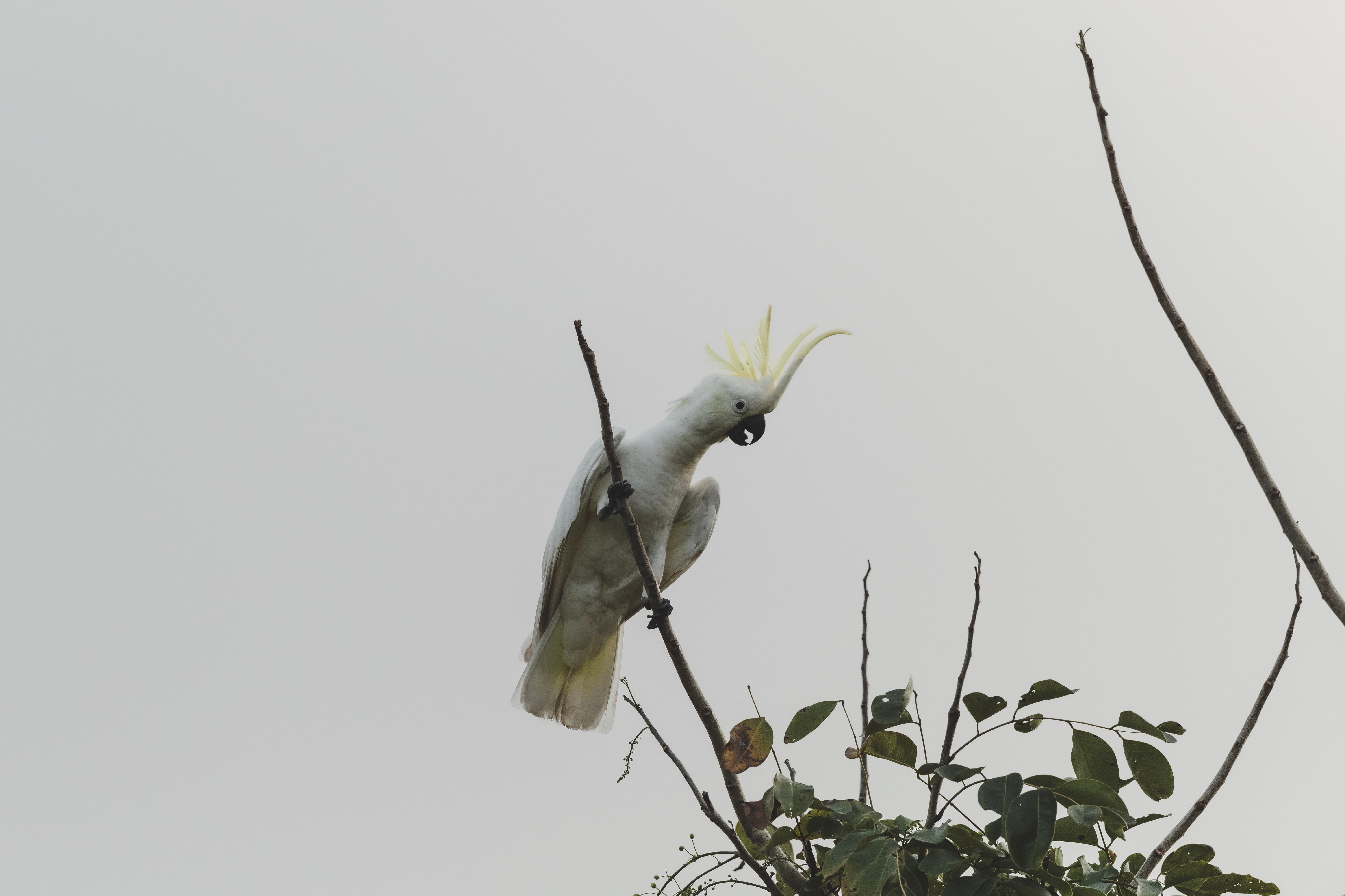 Sulphur-crested Cockatoo Perched on Branch in Natural Habitat · Free ...