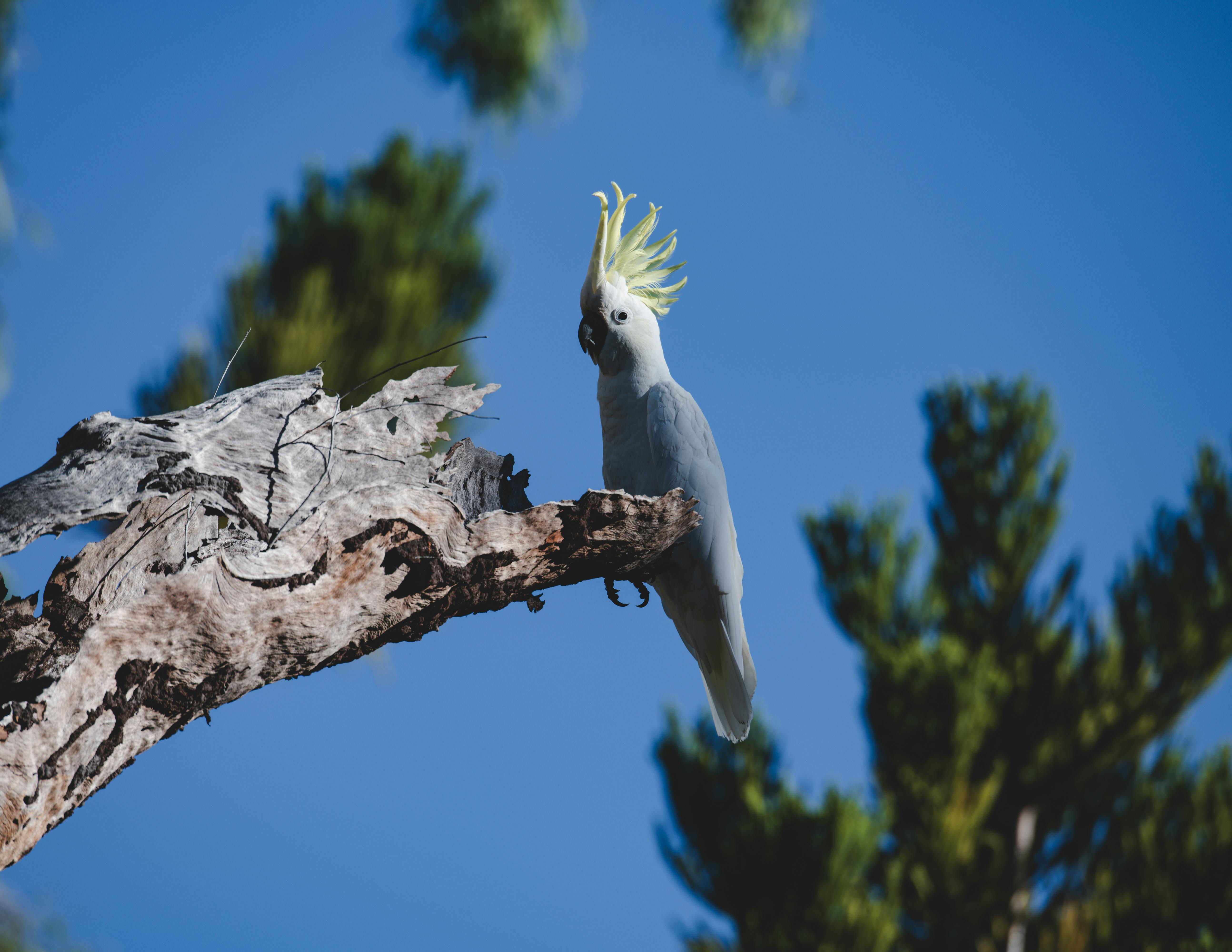 Sulphur-crested Cockatoo on Tree Branch in Nature · Free Stock Photo